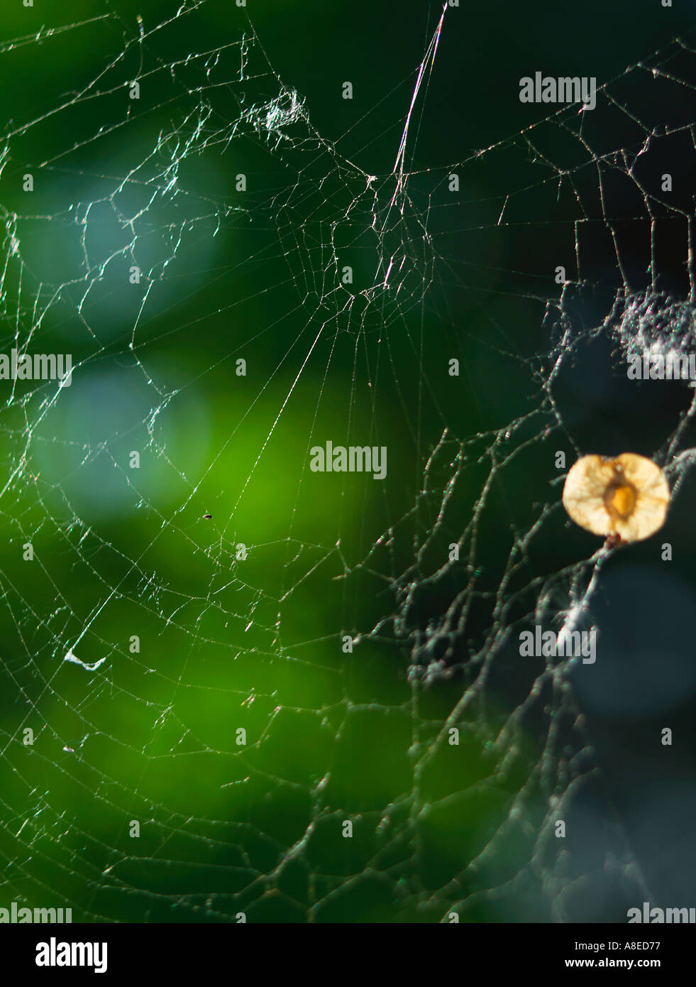close up cobweb Stock Photo - Alamy