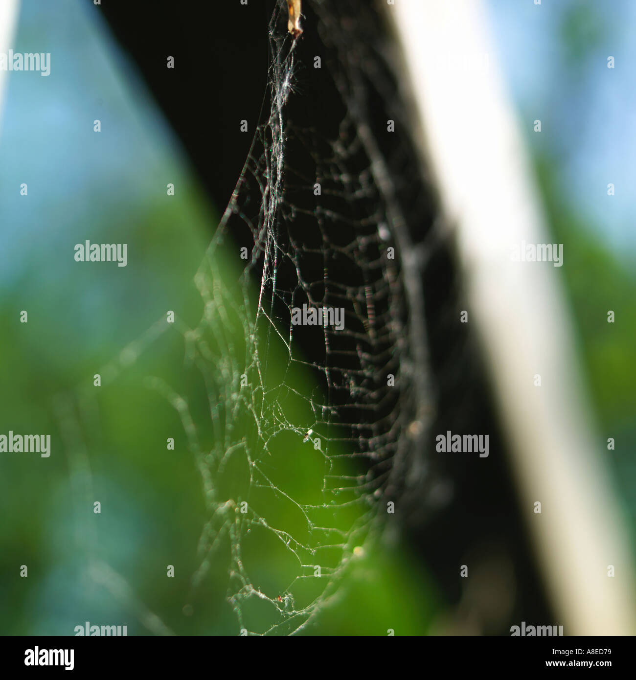 close up cobweb Stock Photo - Alamy