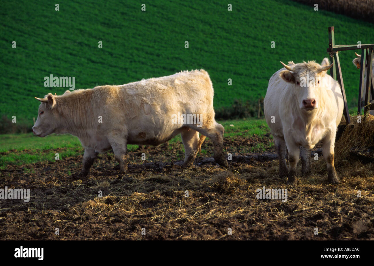 Dead cow in field cattle hi-res stock photography and images - Alamy