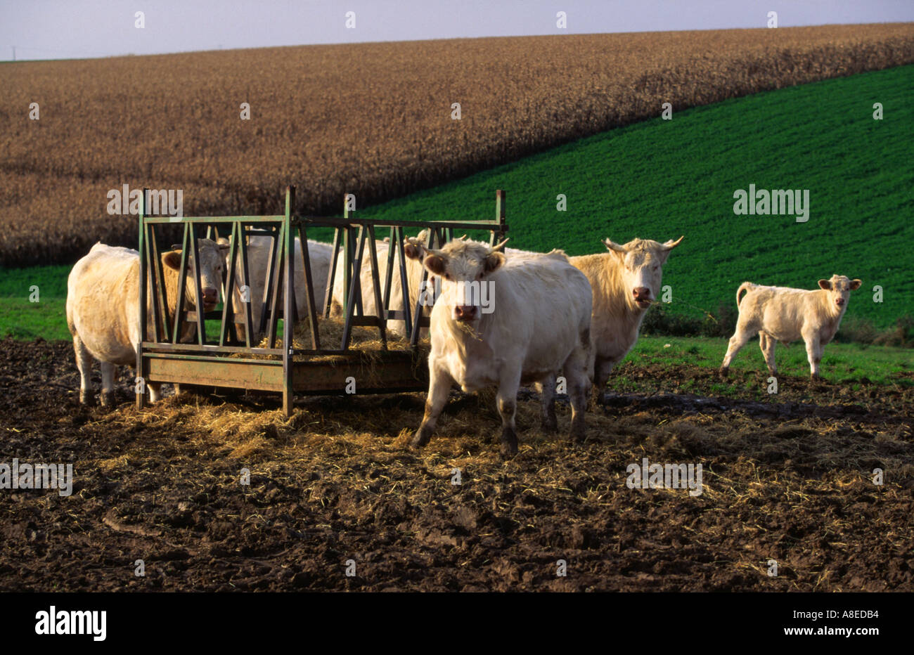 Dead cow in field cattle hi-res stock photography and images - Alamy