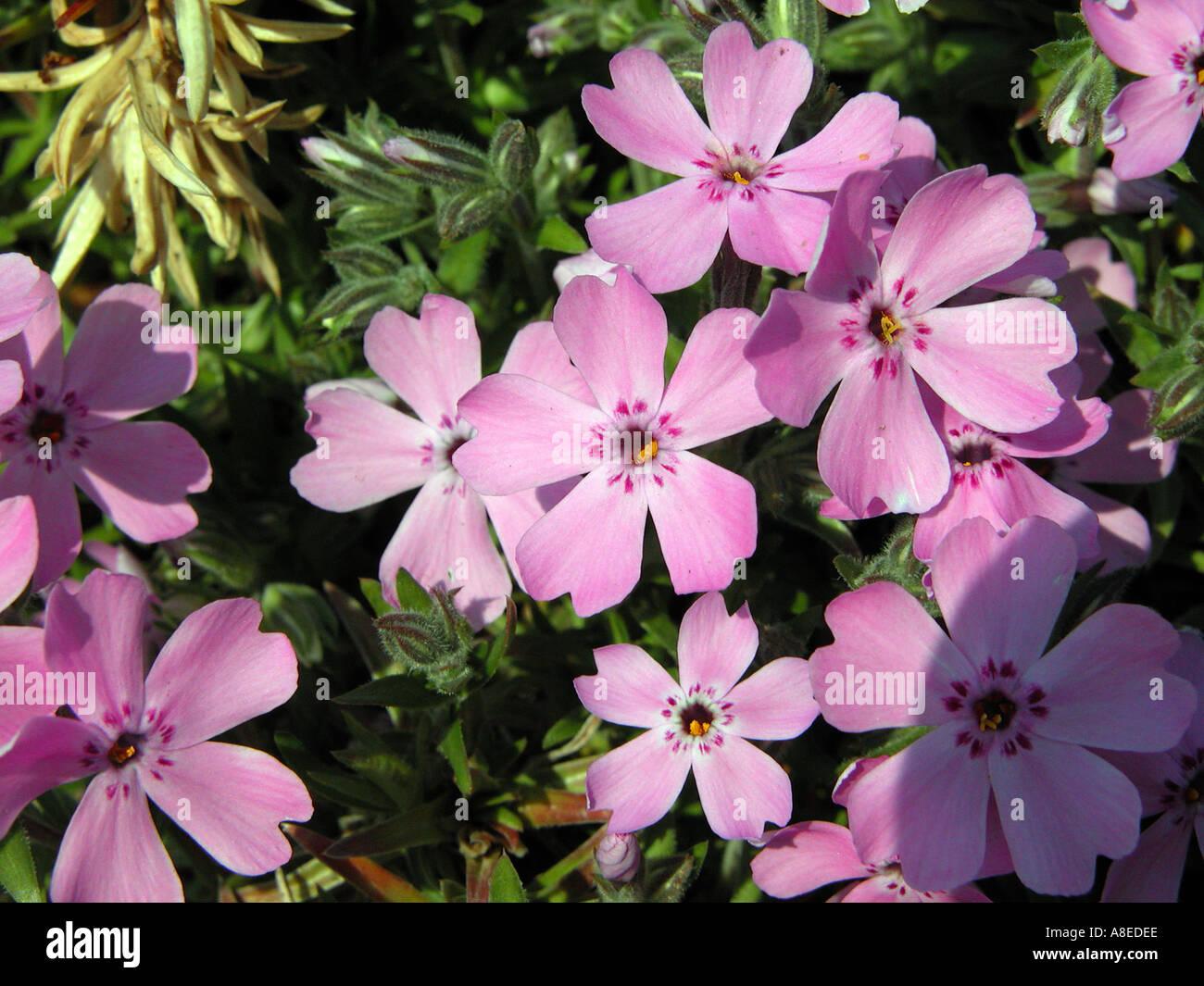 Flox hi-res stock photography and images - Alamy