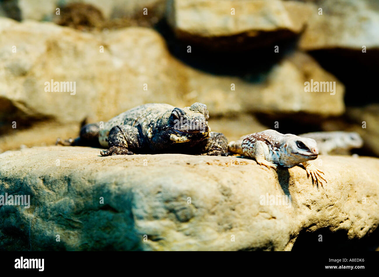 Scary lizards hi-res stock photography and images - Alamy