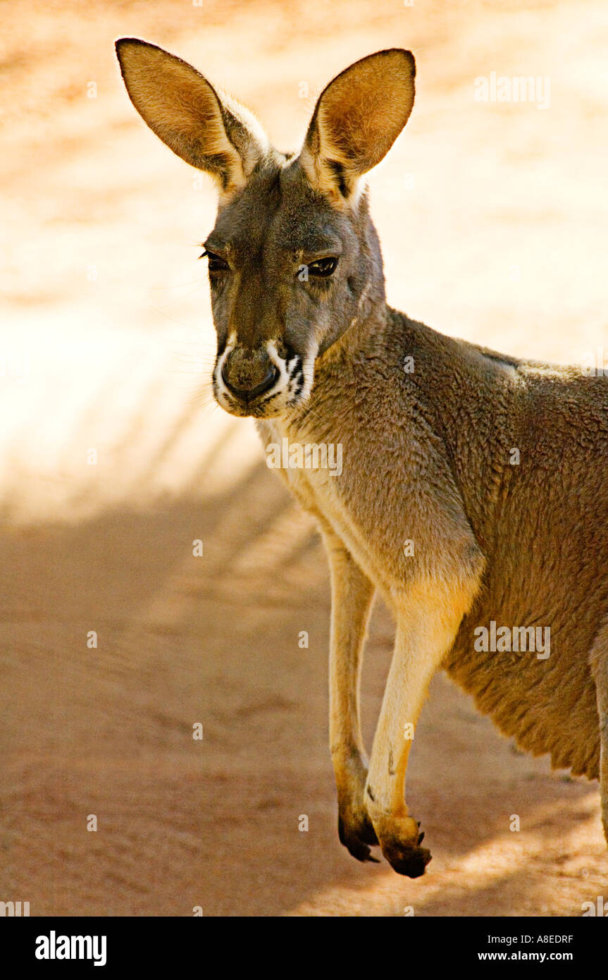 Animals That Look Unimpressed