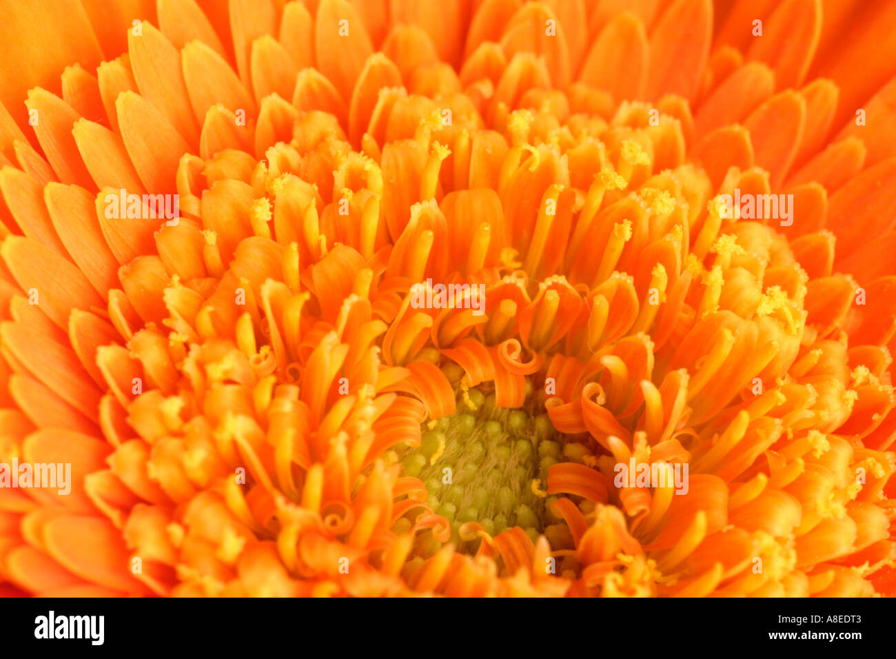 Overlapping orange petals hi-res stock photography and images - Alamy