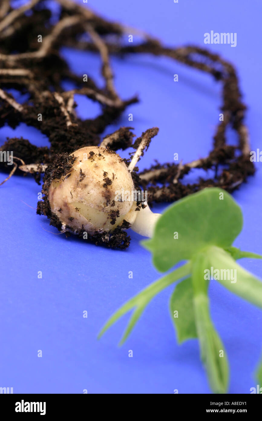 Sproutinglab hi-res stock photography and images - Alamy