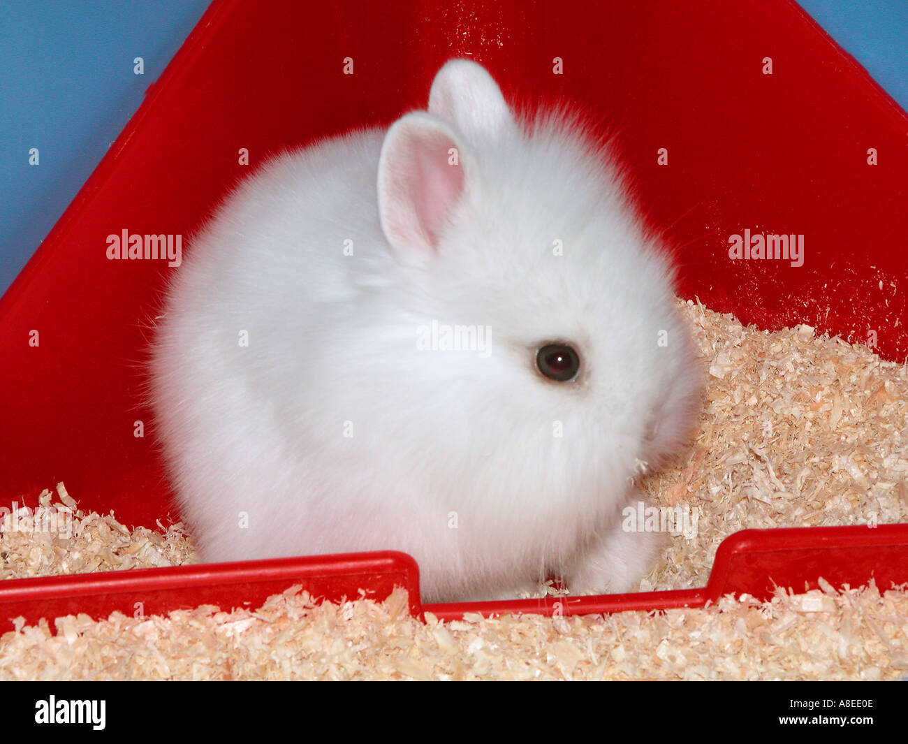 white rabbit angora long hair in its toilet Stock Photo - Alamy