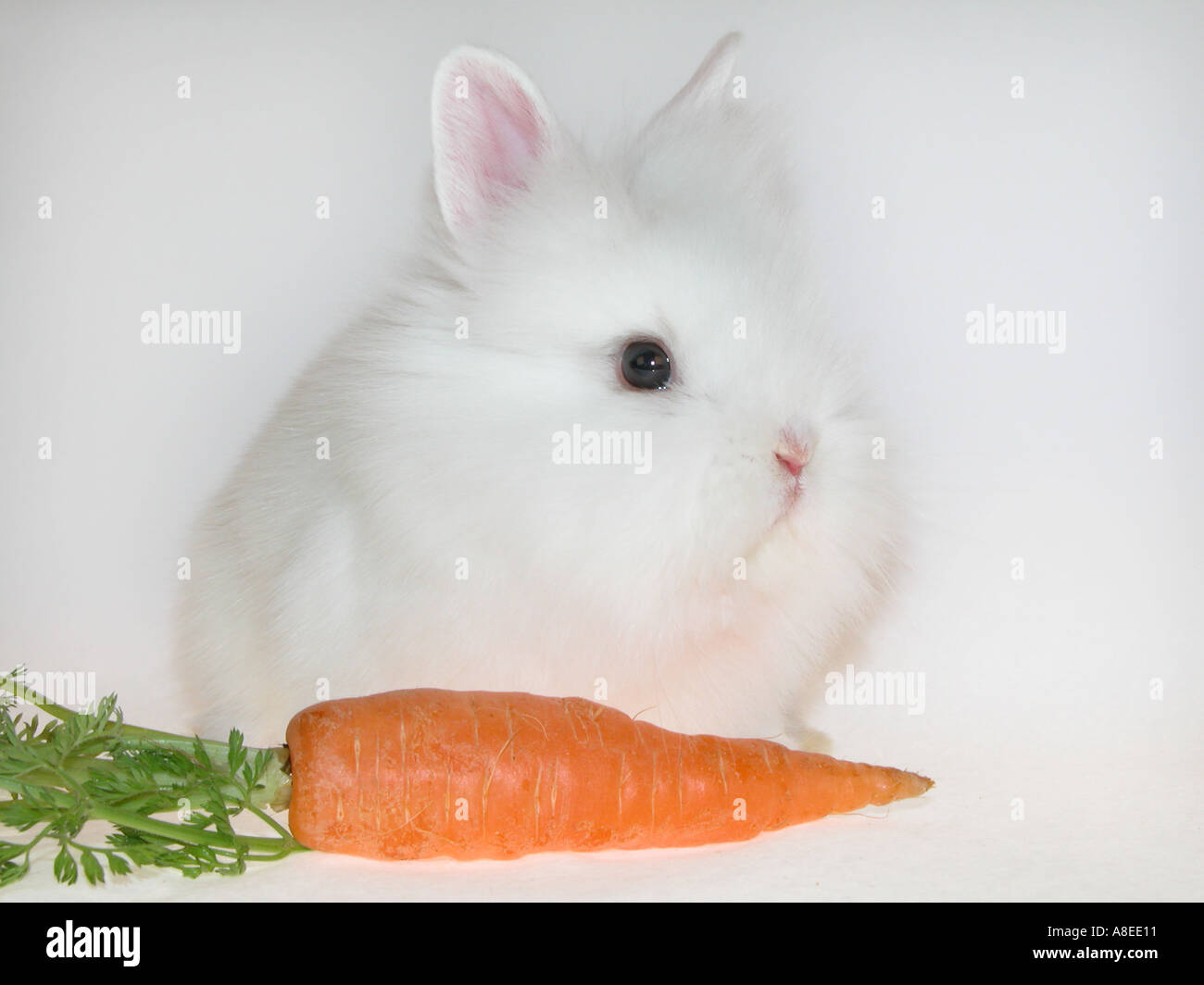 Funny hair rabbit long hi-res stock photography and images - Alamy