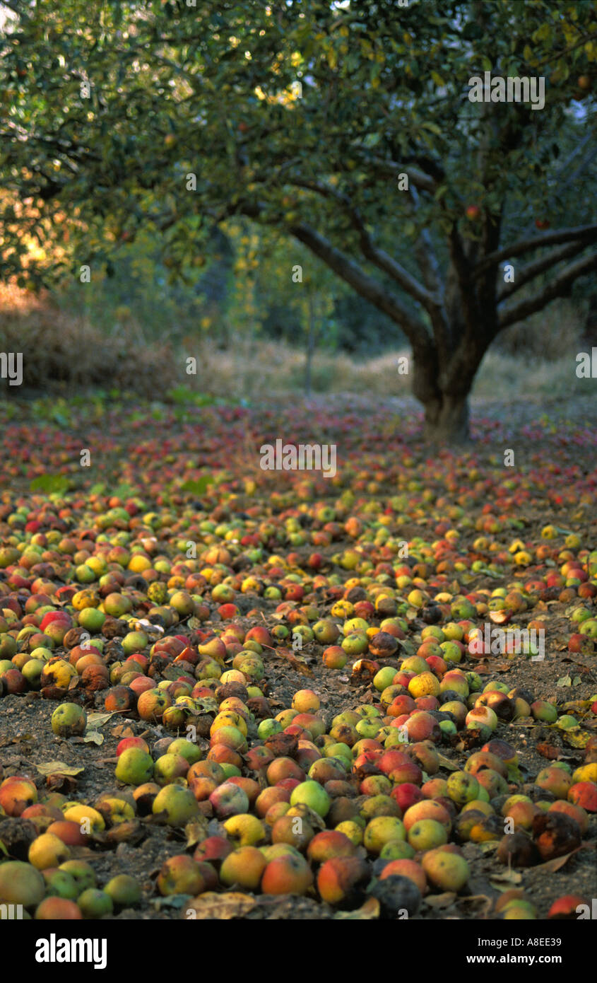 Serene apple orchard landscape in hi-res stock photography and images ...