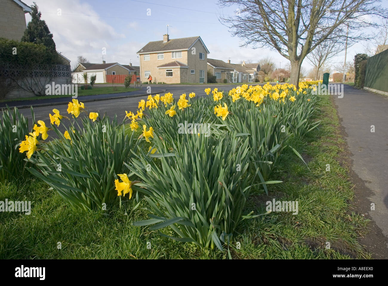 Daffodils in full bloom on roadside verge on new housing estate ...