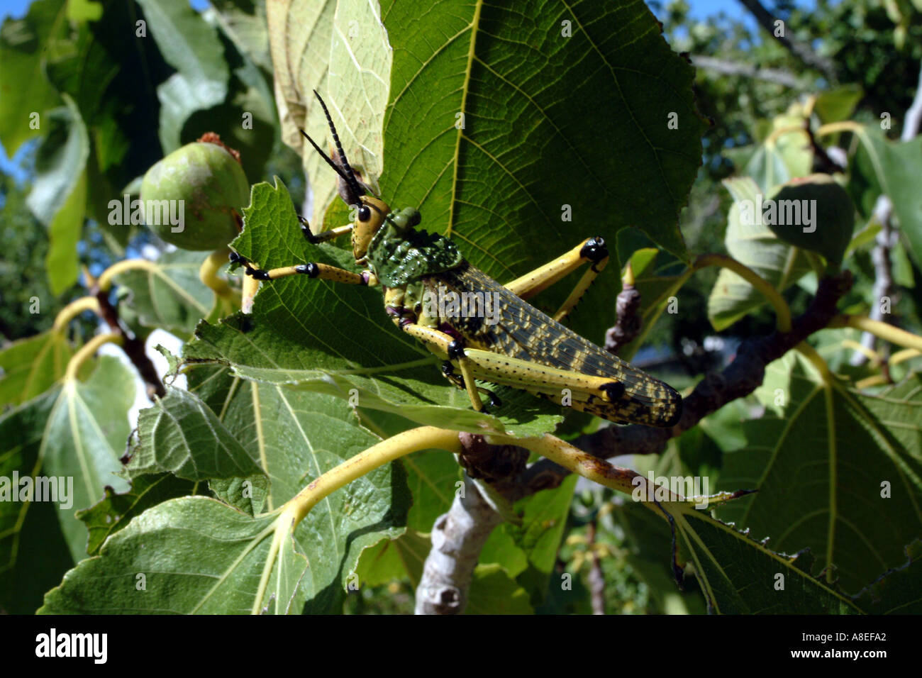 Locust Stripping vegetation from a Fig tree Pictured in Swellendam ...