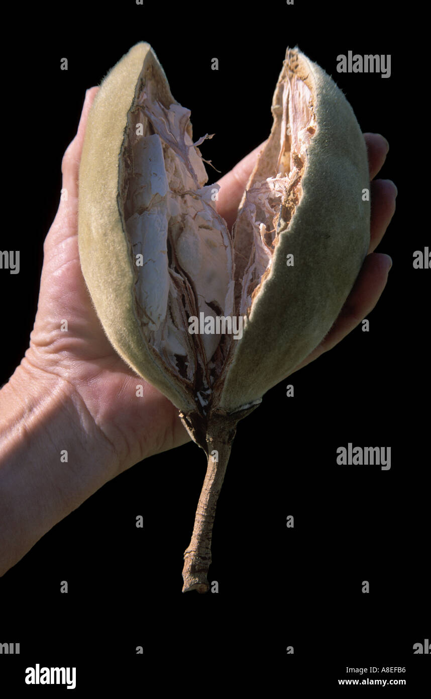 Baobab fruit Adansonia digitata Stock Photo - Alamy