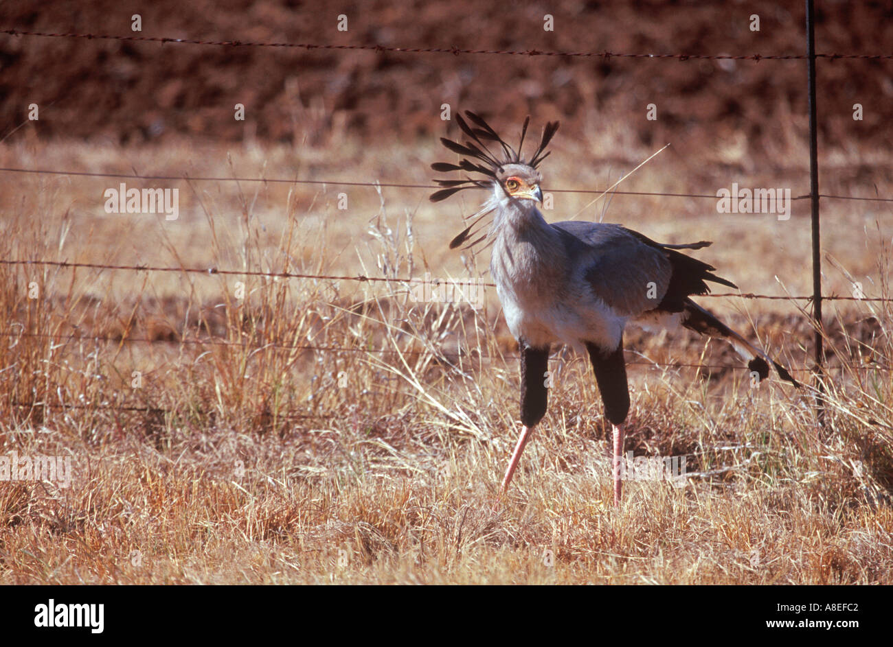 Secretary Bird Sagittarius serpentarius foraging for food next to farm ...