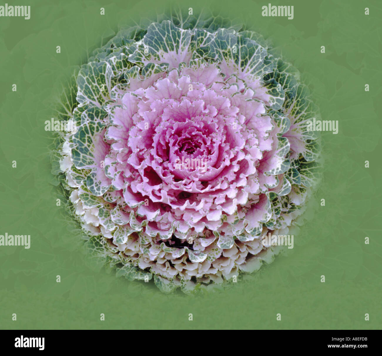 Decorative Cabbage pink Stock Photo - Alamy