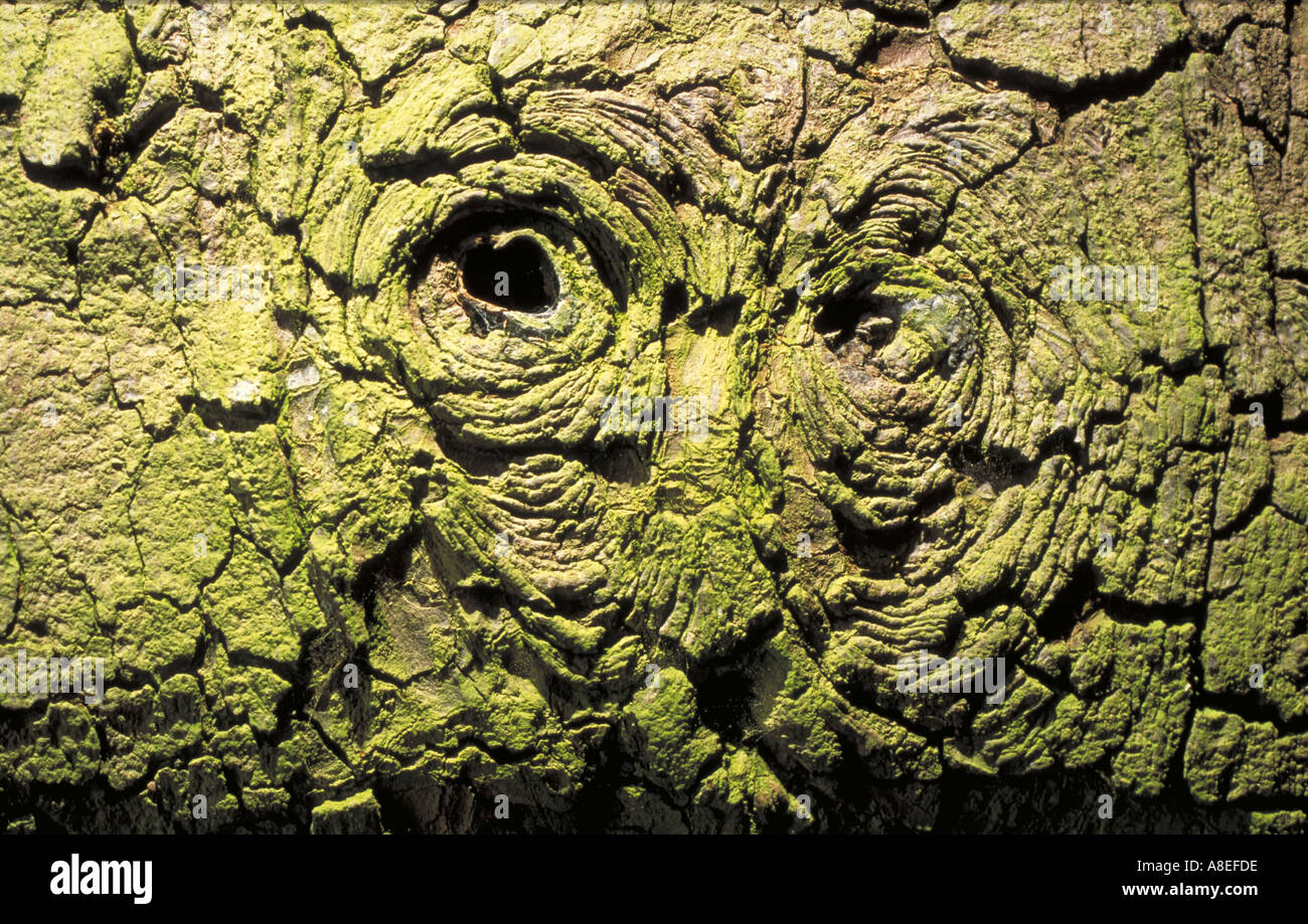 Old Man in the Tree Face seen in tree bark Stock Photo - Alamy