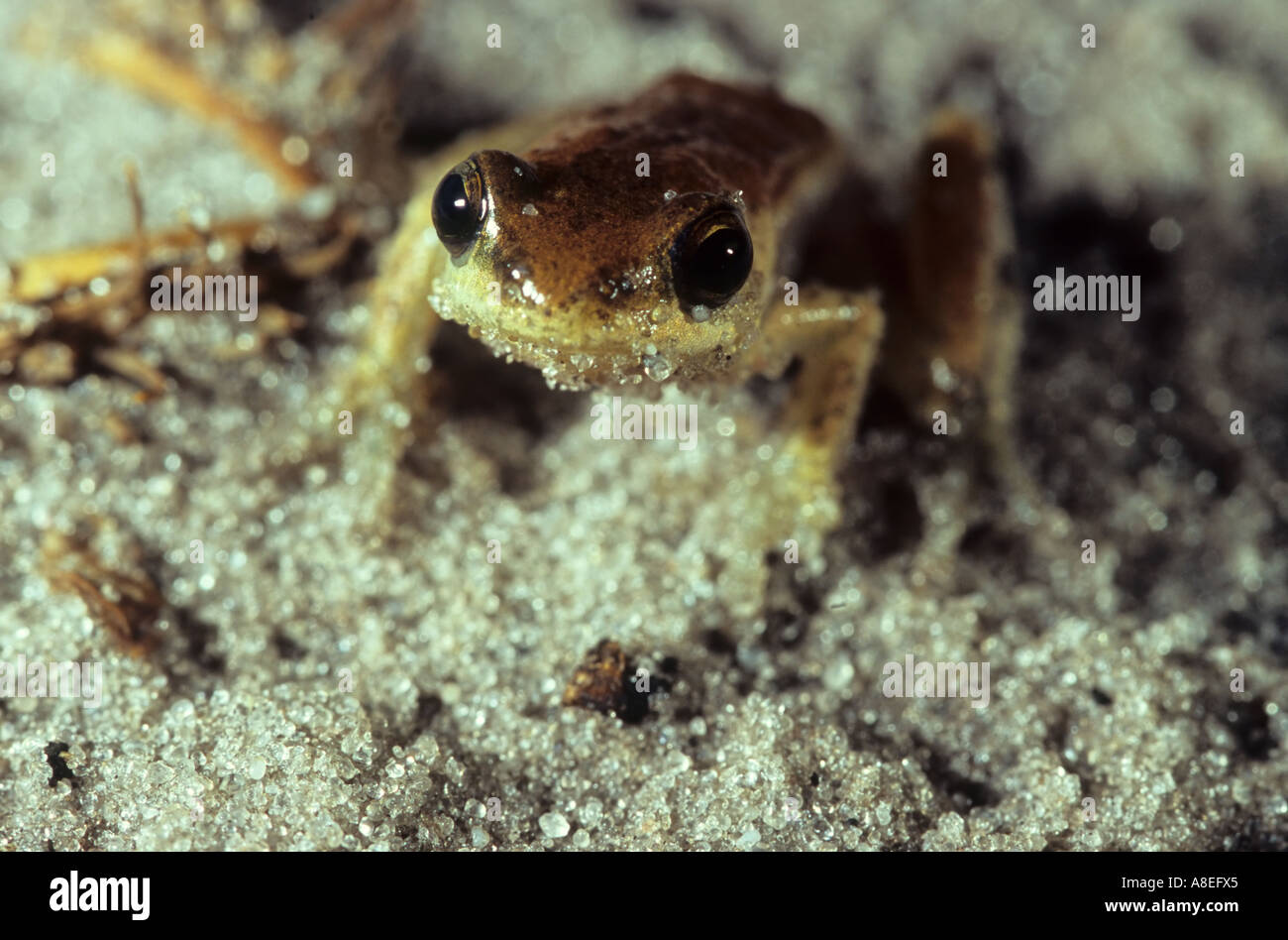 Frog on the sand staring at camera Stock Photo - Alamy