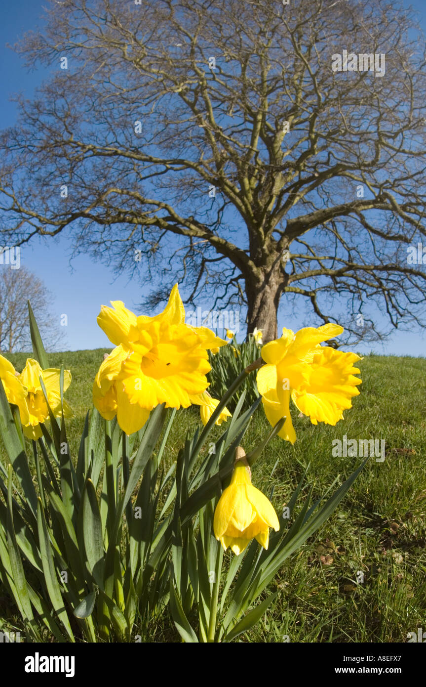 oak tree on a hill in spring with blue sky and daffodils Stock Photo ...