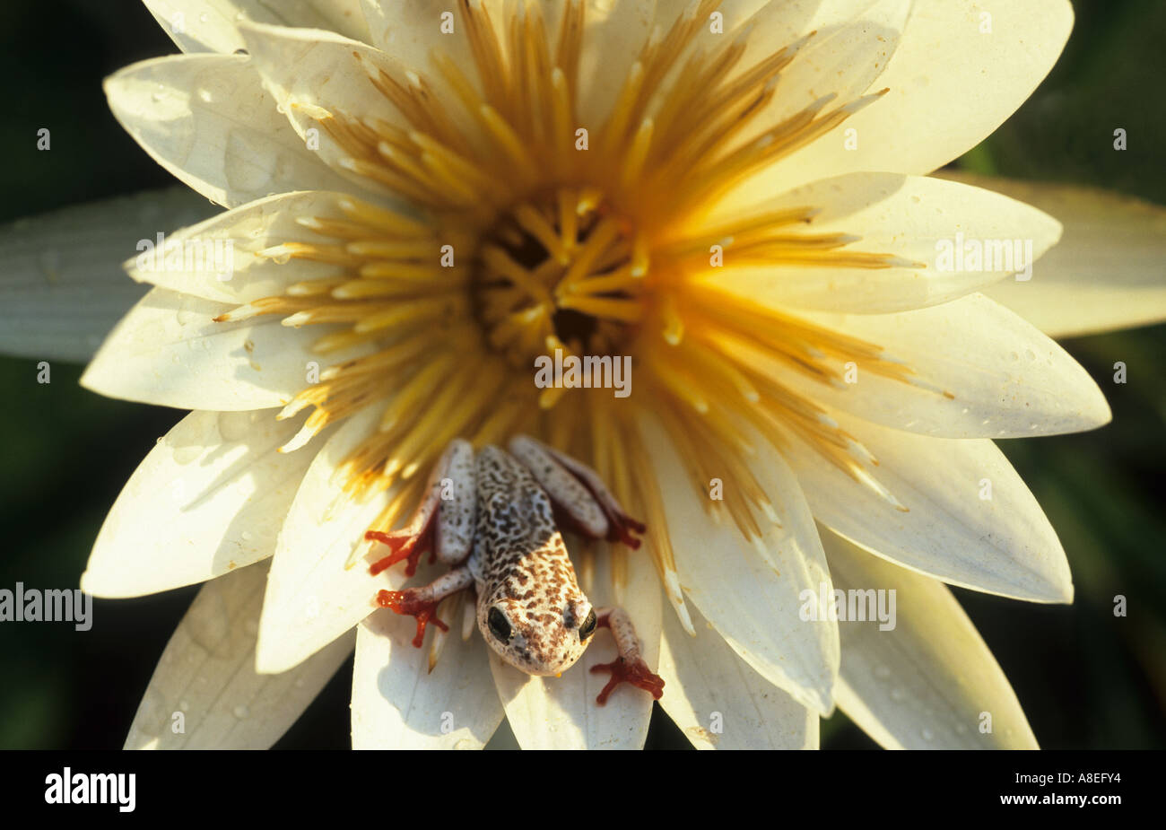 Painted Reed Frog (Hyperolius marmoratus) in a Water Lily flower ...