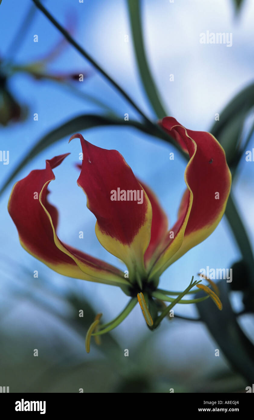 Flame Lily (Gloriosa superba), in the Eastern Caprivi, Namibia, Africa ...