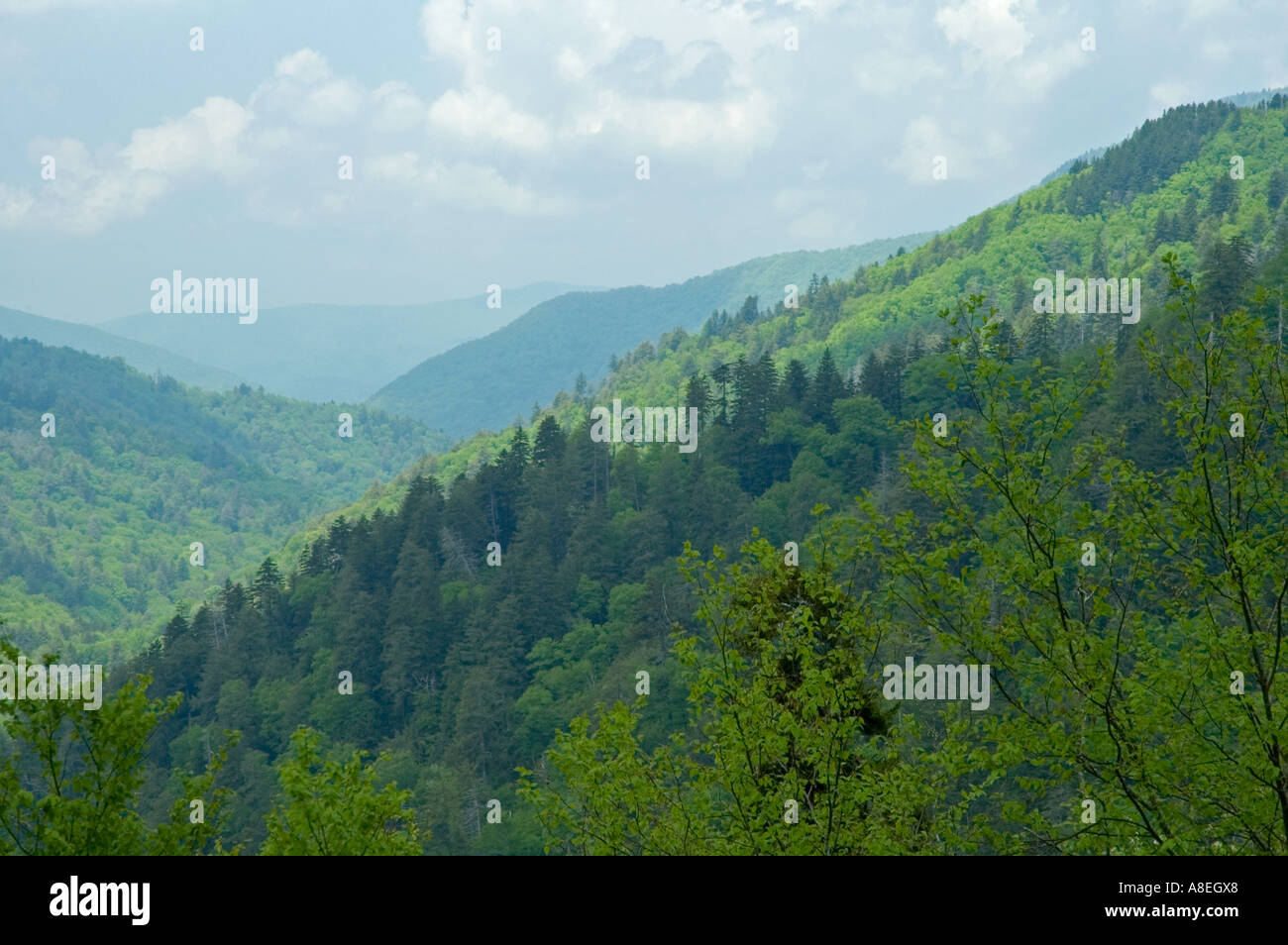Spring Image Great Smoky Mtns Nat Park TN Stock Photo - Alamy