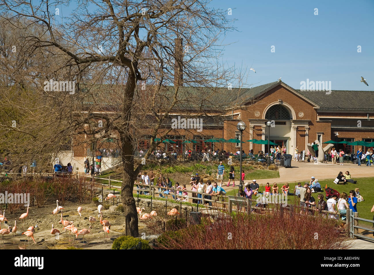 CHICAGO Illinois Flamingo habitat and Park Place Cafe building people ...
