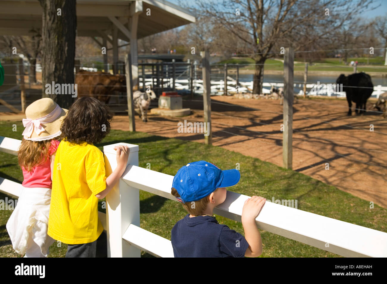 CHICAGO Illinois Three children at fence look black cow Farm in the Zoo ...