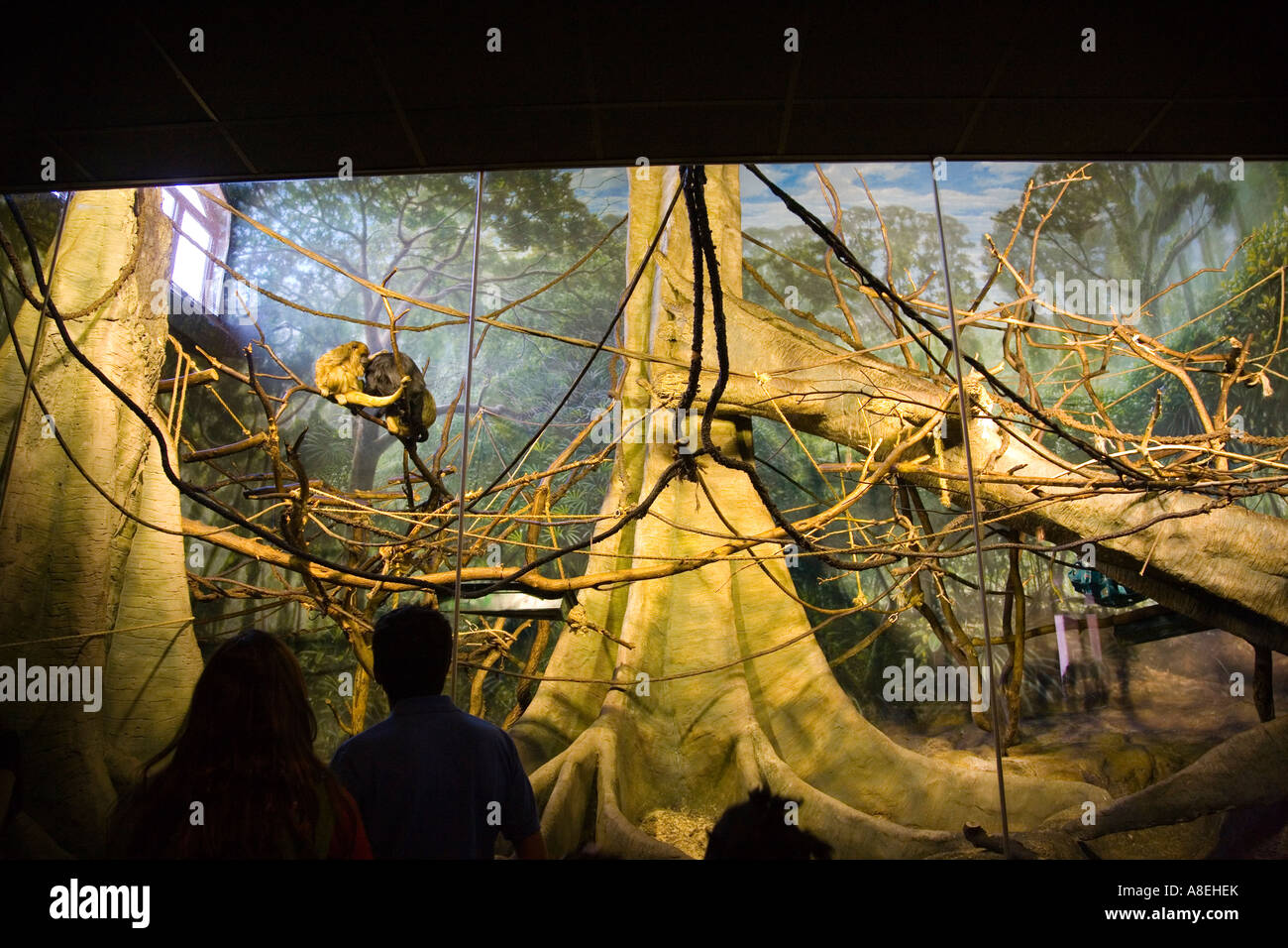 CHICAGO Illinois People watch two primates in indoor exhibit Lincoln ...