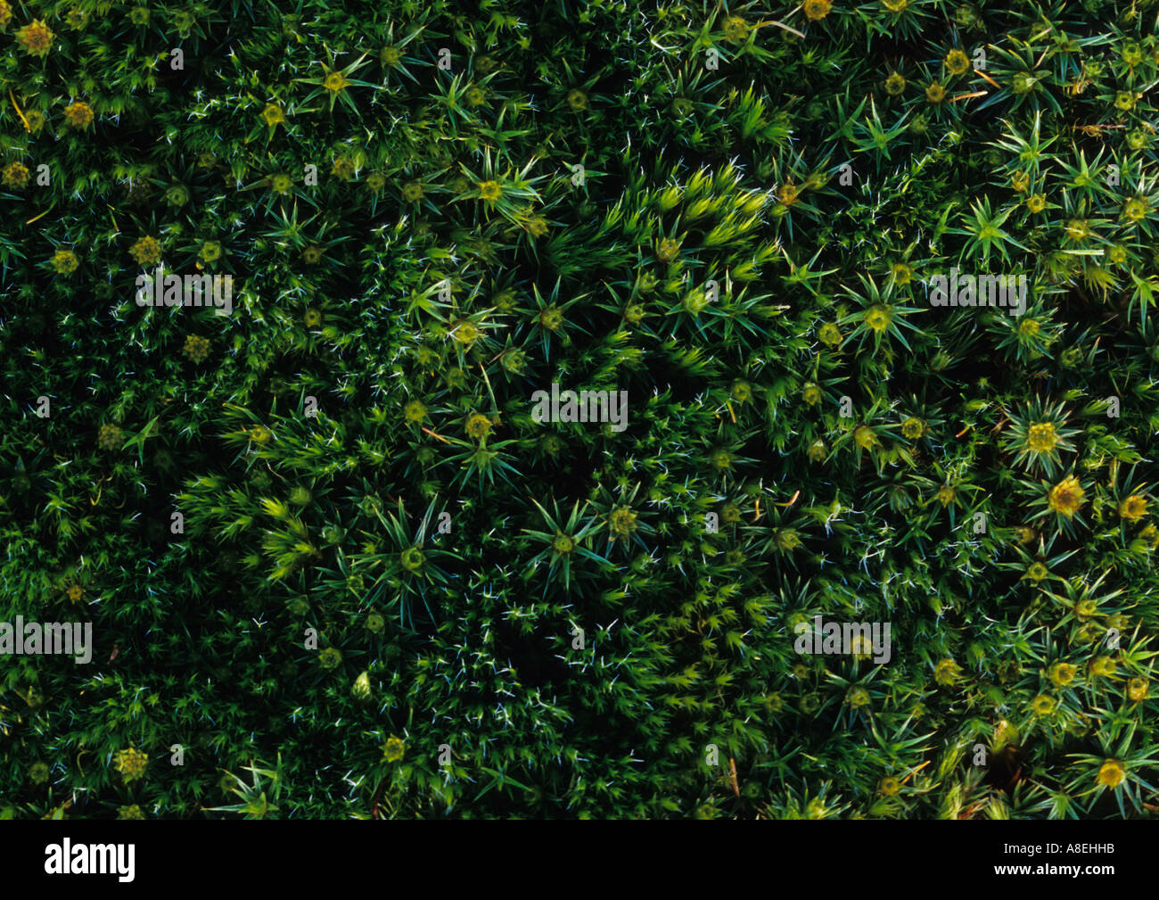 Green Ground Plant in the uk Stock Photo - Alamy