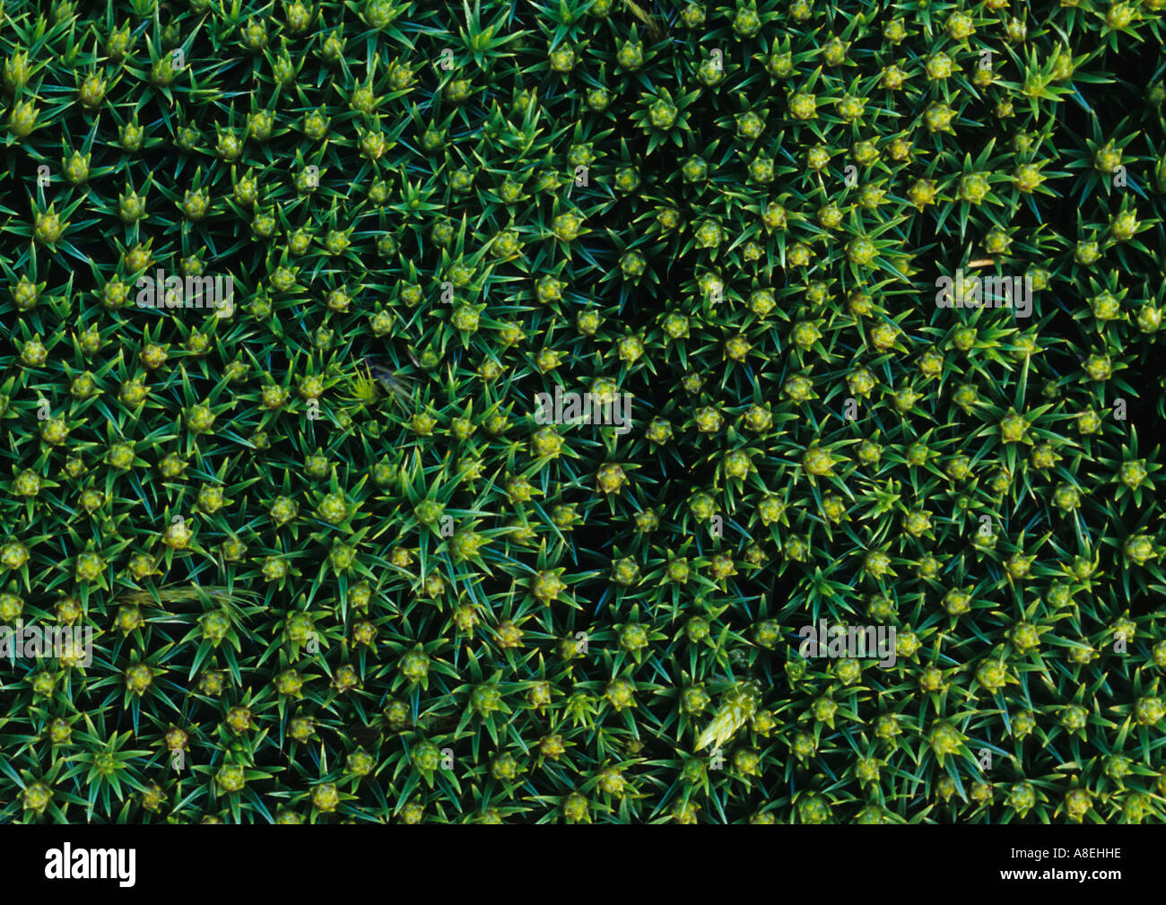 Green Ground Plant in the Uk Stock Photo - Alamy