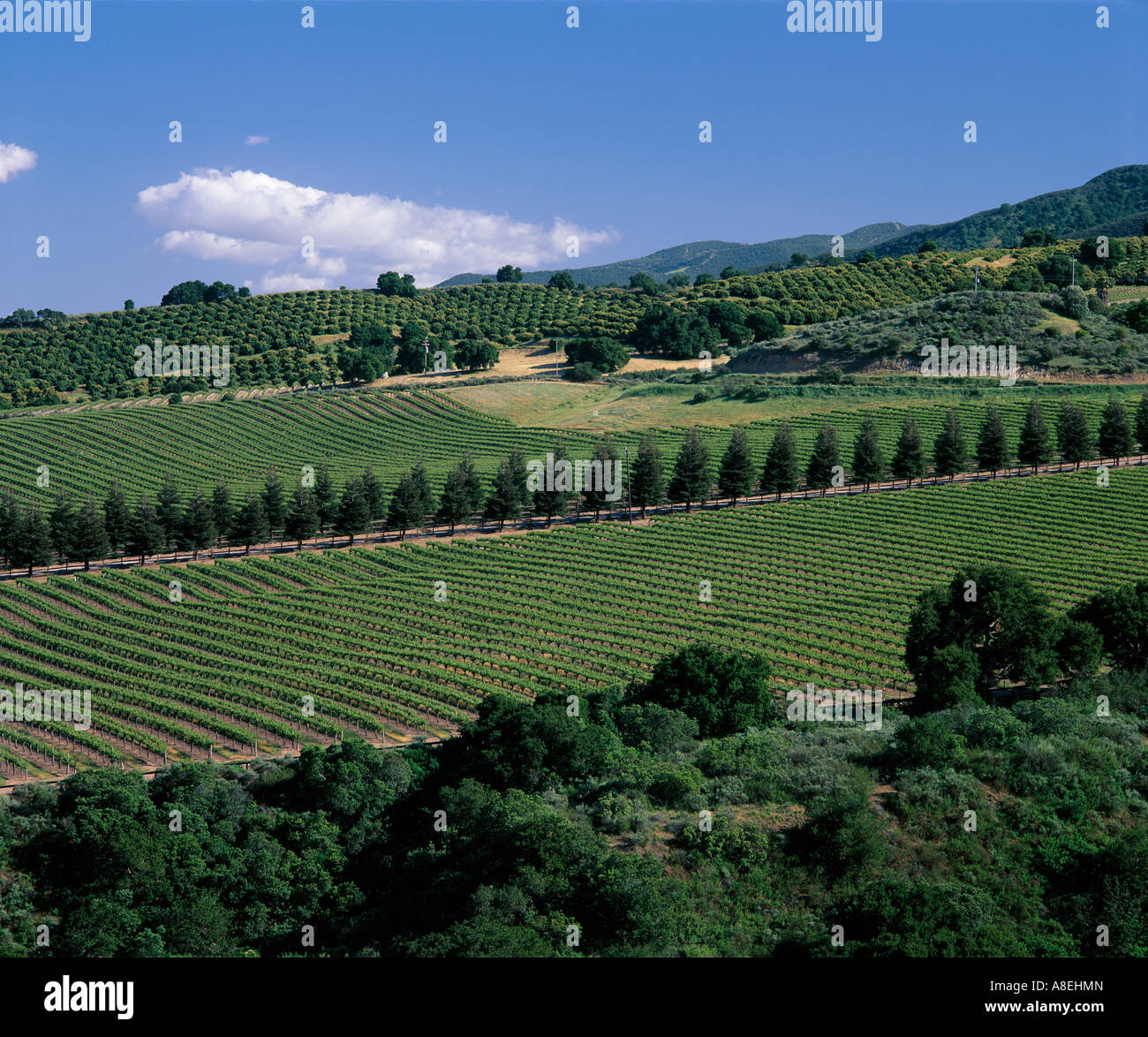 SMITH HOOK HAHN ESTATES Vineyard Winery are located in the Santa Lucia ...