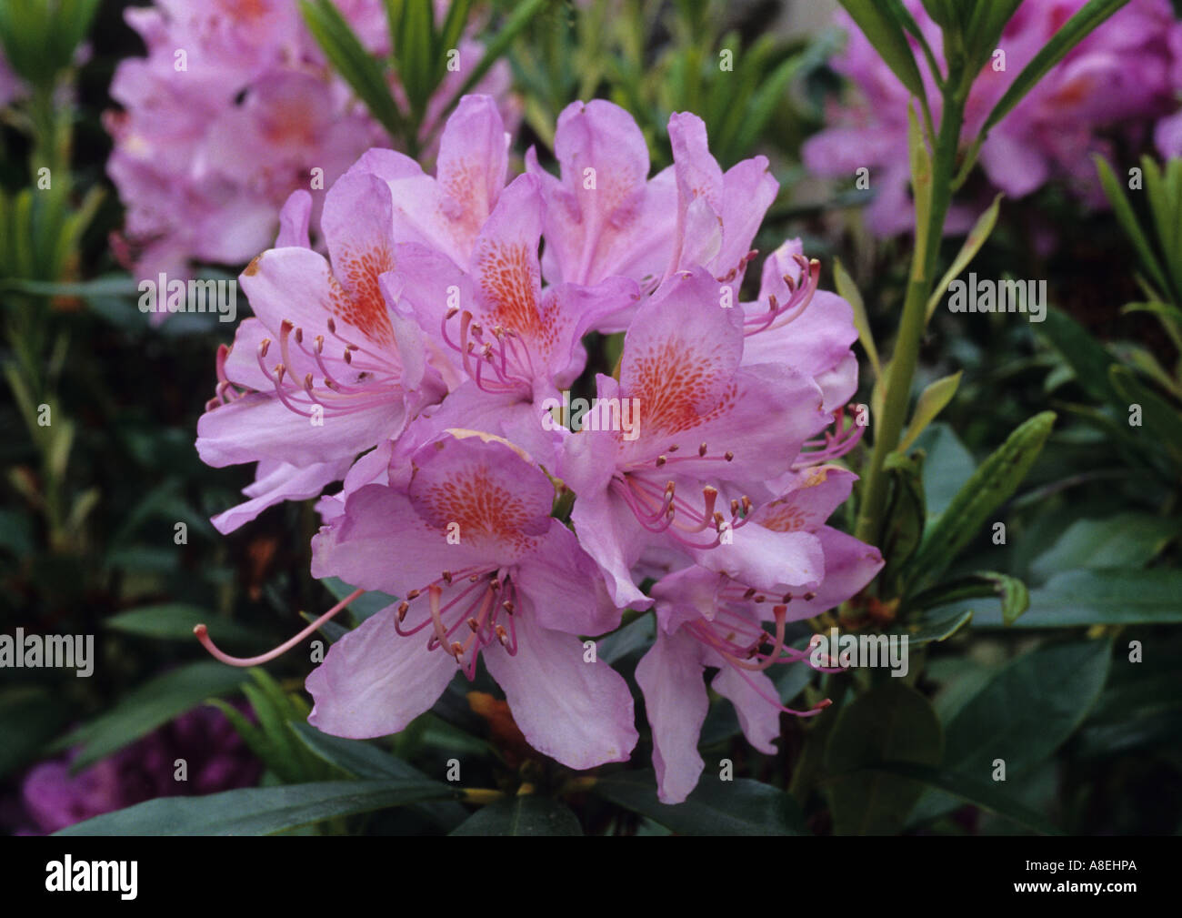 Shrubs pink rhododendron shrub hi-res stock photography and images - Alamy
