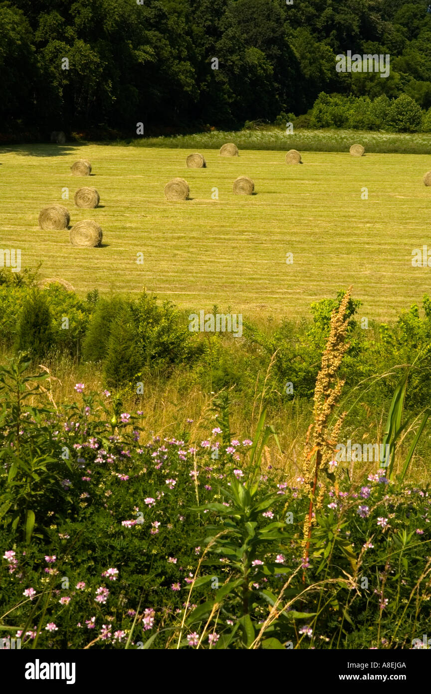 Hay & Early Summer Landscape East Tennessee Stock Photo - Alamy