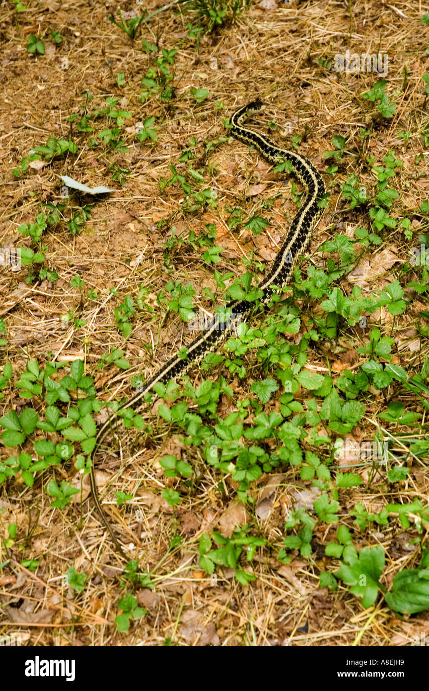 Garter Snake East Tennessee Stock Photo - Alamy