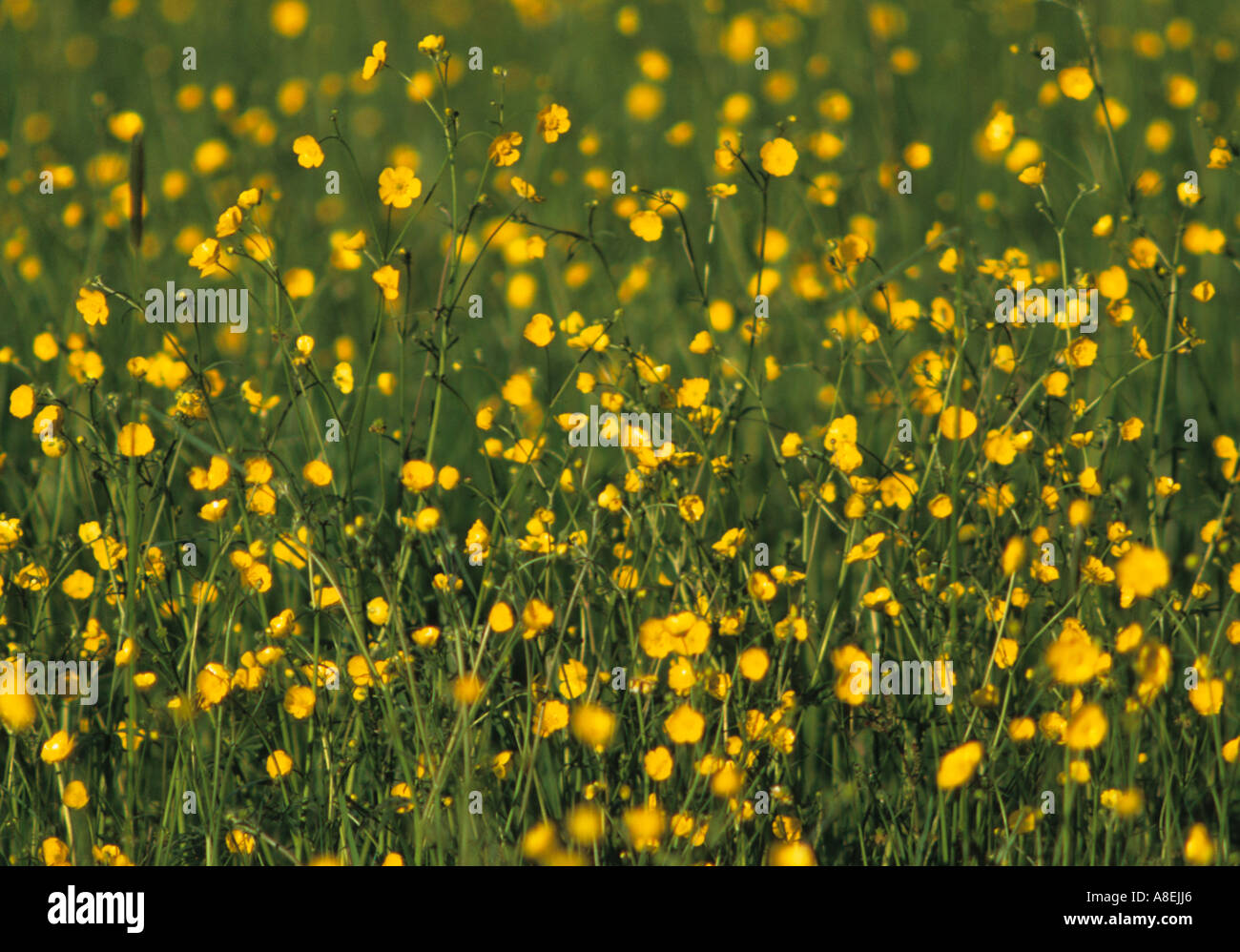 Meadow Of Buttercups in the uk Stock Photo - Alamy
