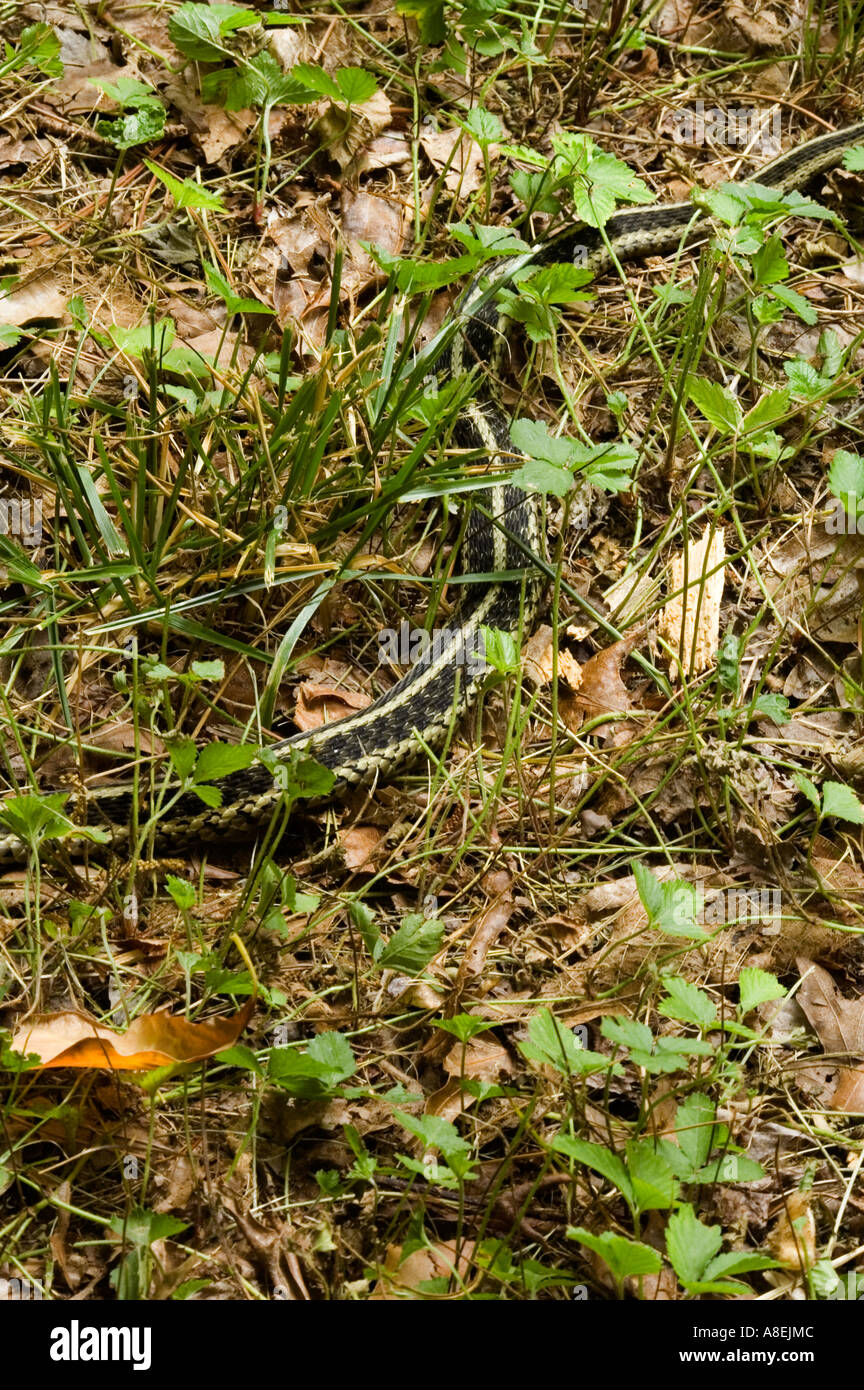 Garter Snake East Tennessee Stock Photo - Alamy