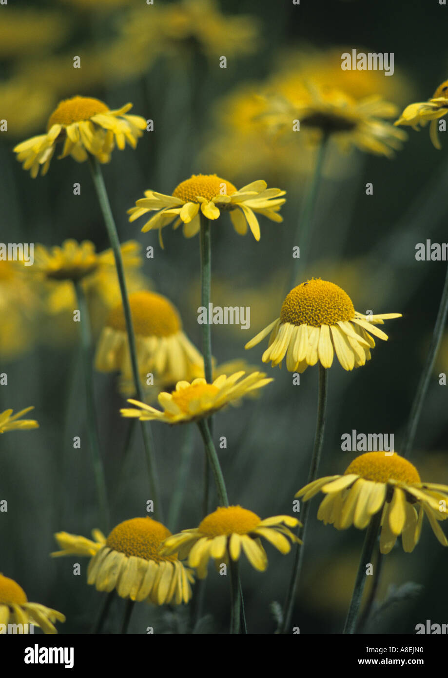 Yellow Chamomile (Anthemis tinctoria) in the uk Stock Photo - Alamy