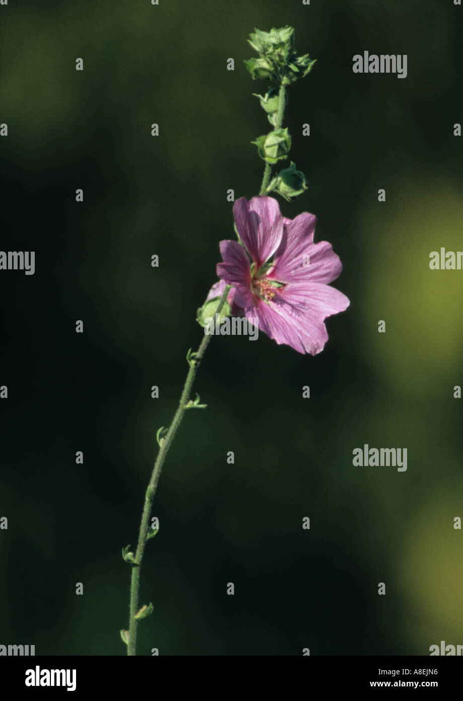 Purple Flower in the uk Stock Photo - Alamy