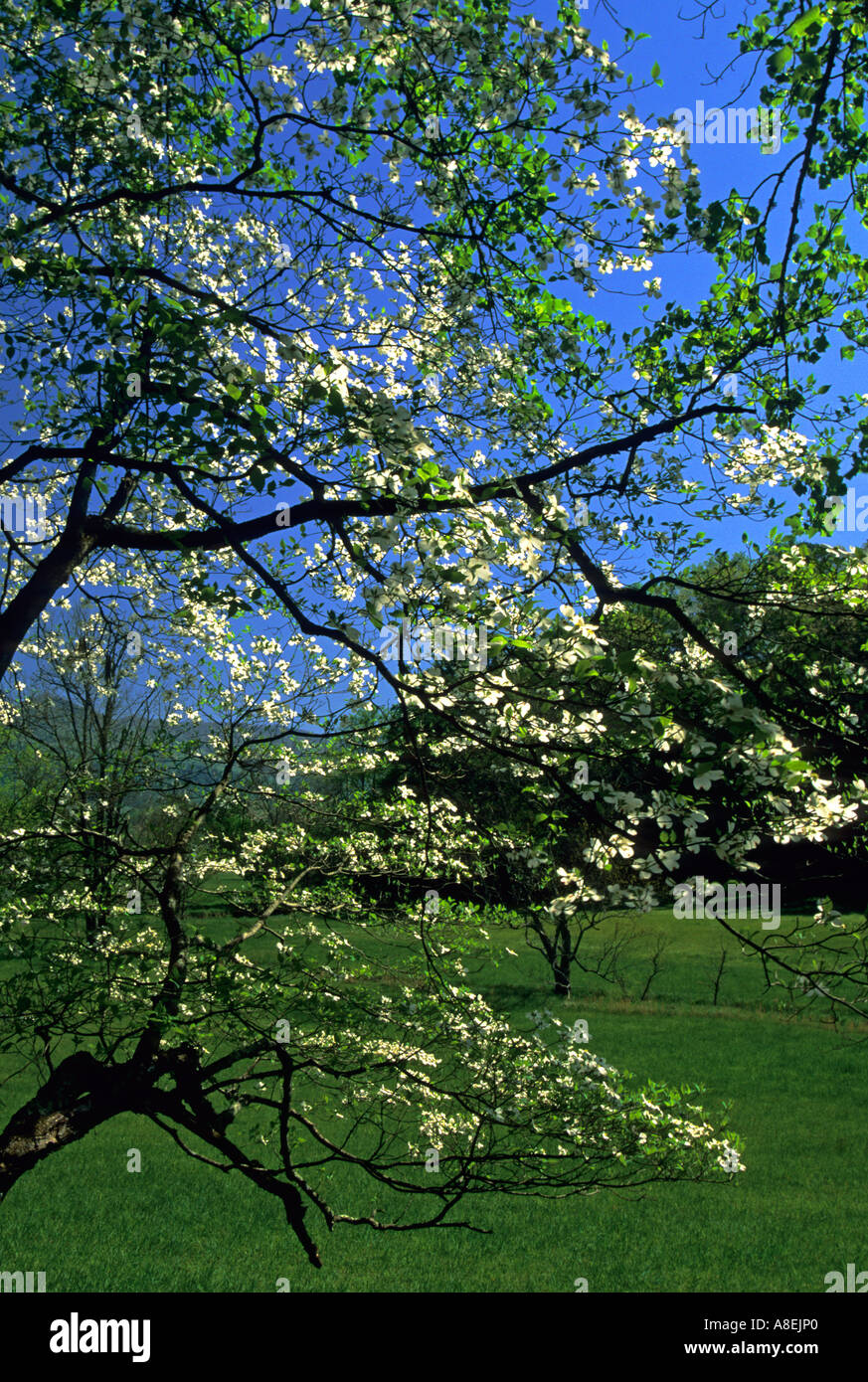 Dogwood Spring Cades Cove Great Smoky Mtns National Park TN Stock Photo ...