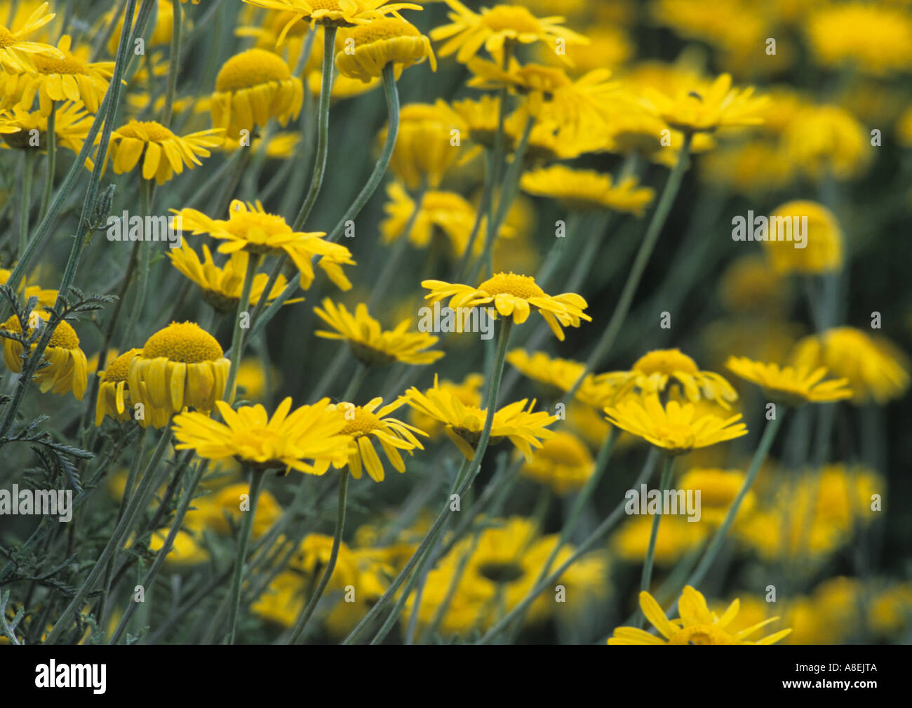Yellow Chamomile (Anthemis tinctoria) in the uk Stock Photo - Alamy