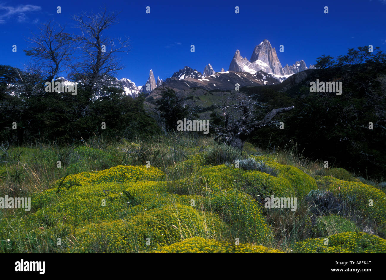 Neneo (Mulinum spinosum) and Mount "Fitz Roy" (3405m) also called ...