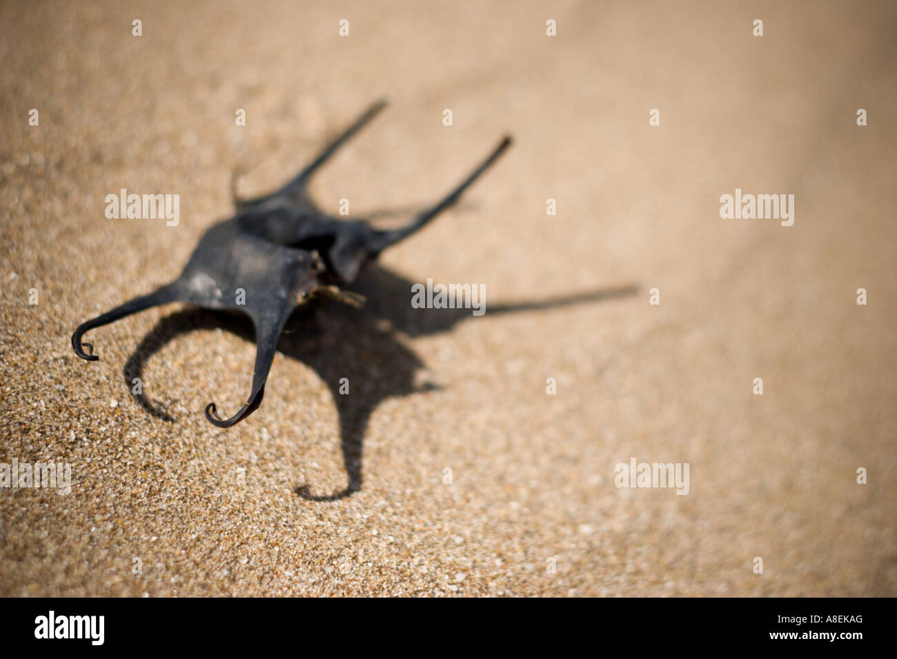 Fish egg embryo hi-res stock photography and images - Alamy