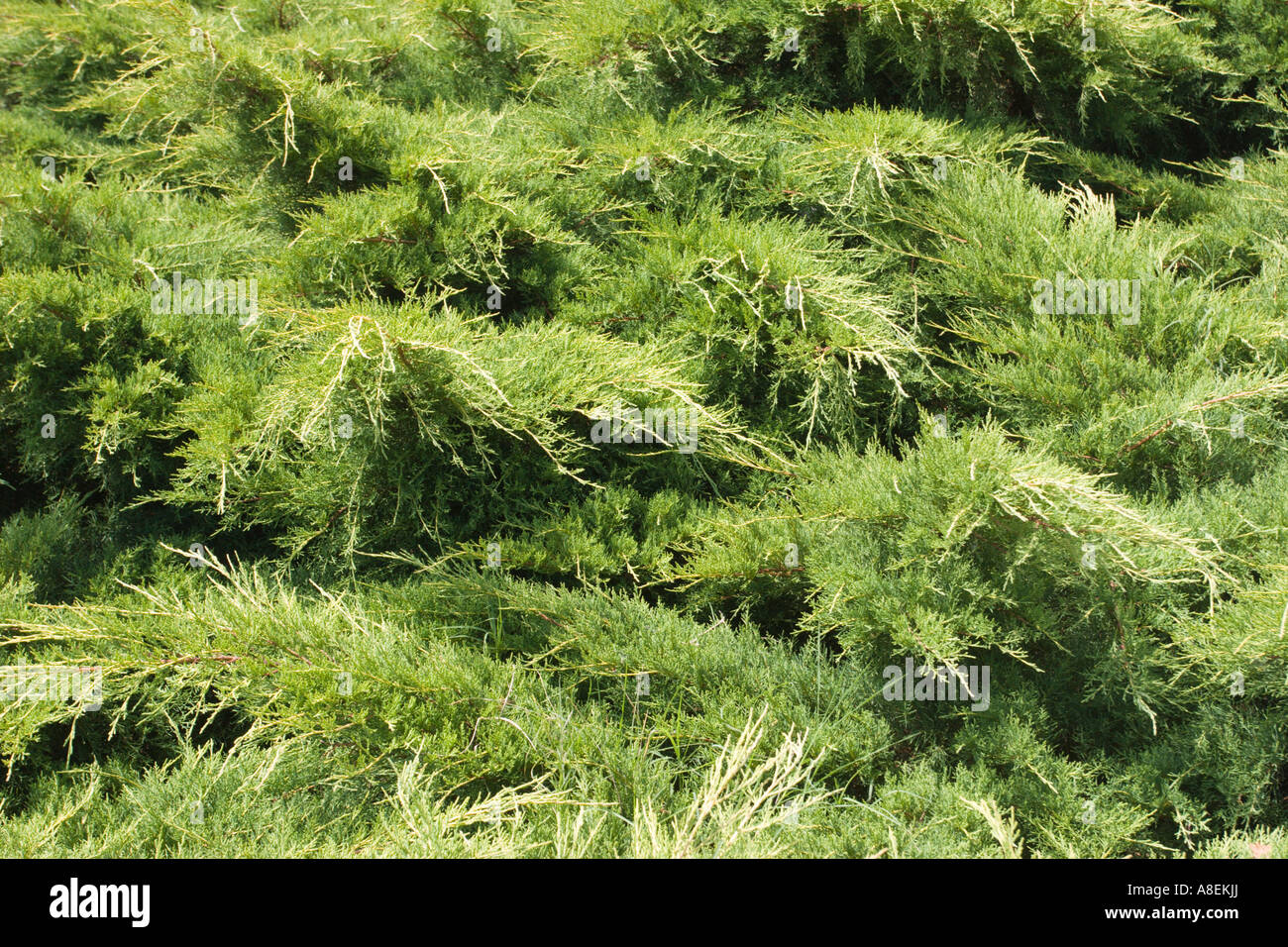 Pine tree texture Stock Photo - Alamy