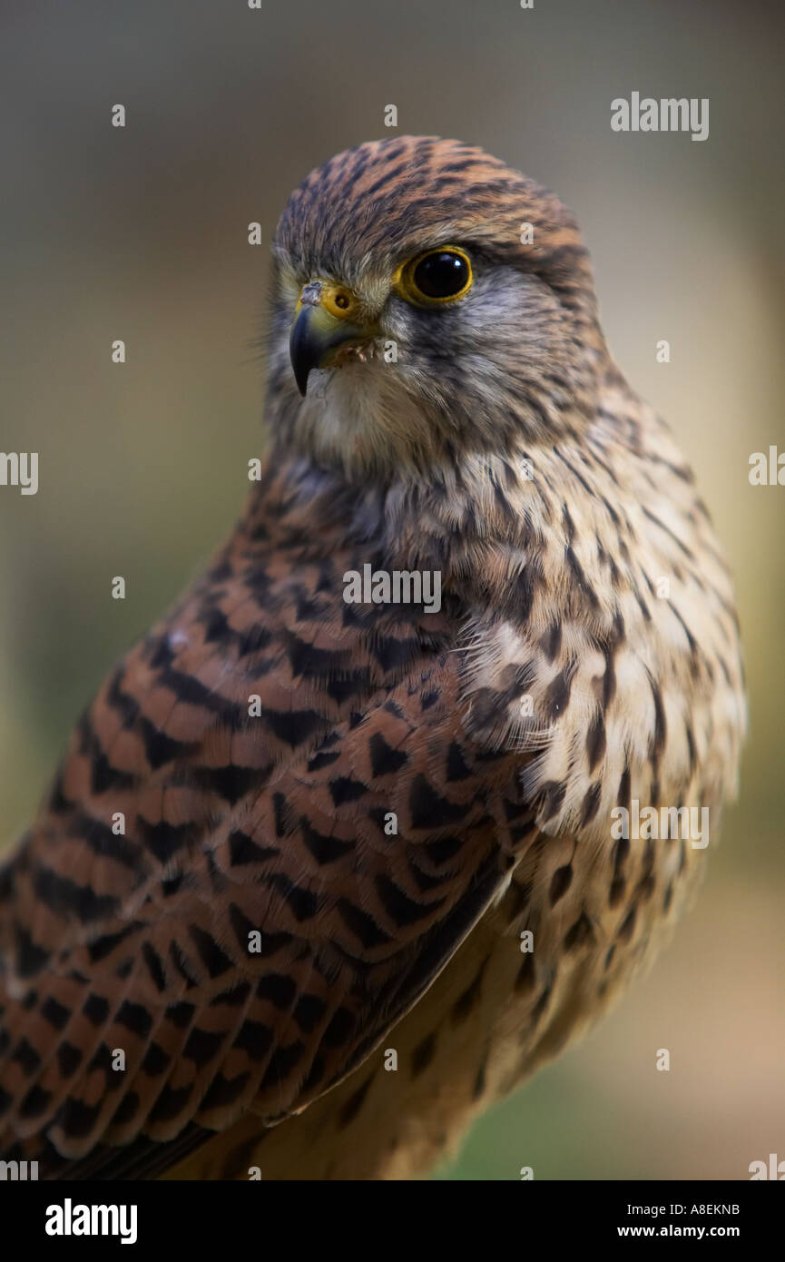 Birds of Pray Stock Photo - Alamy