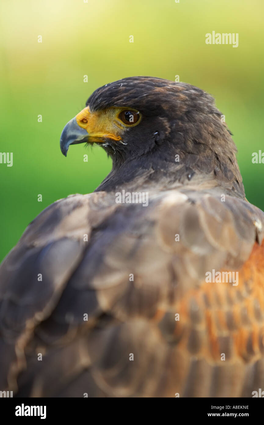 Birds of Pray Stock Photo - Alamy