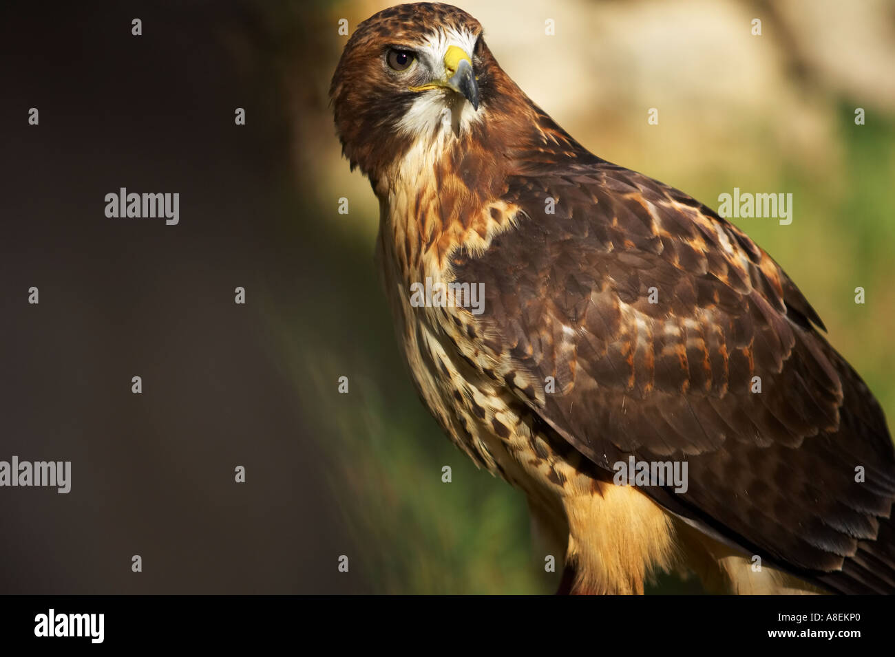 Birds of Pray hawk Stock Photo - Alamy