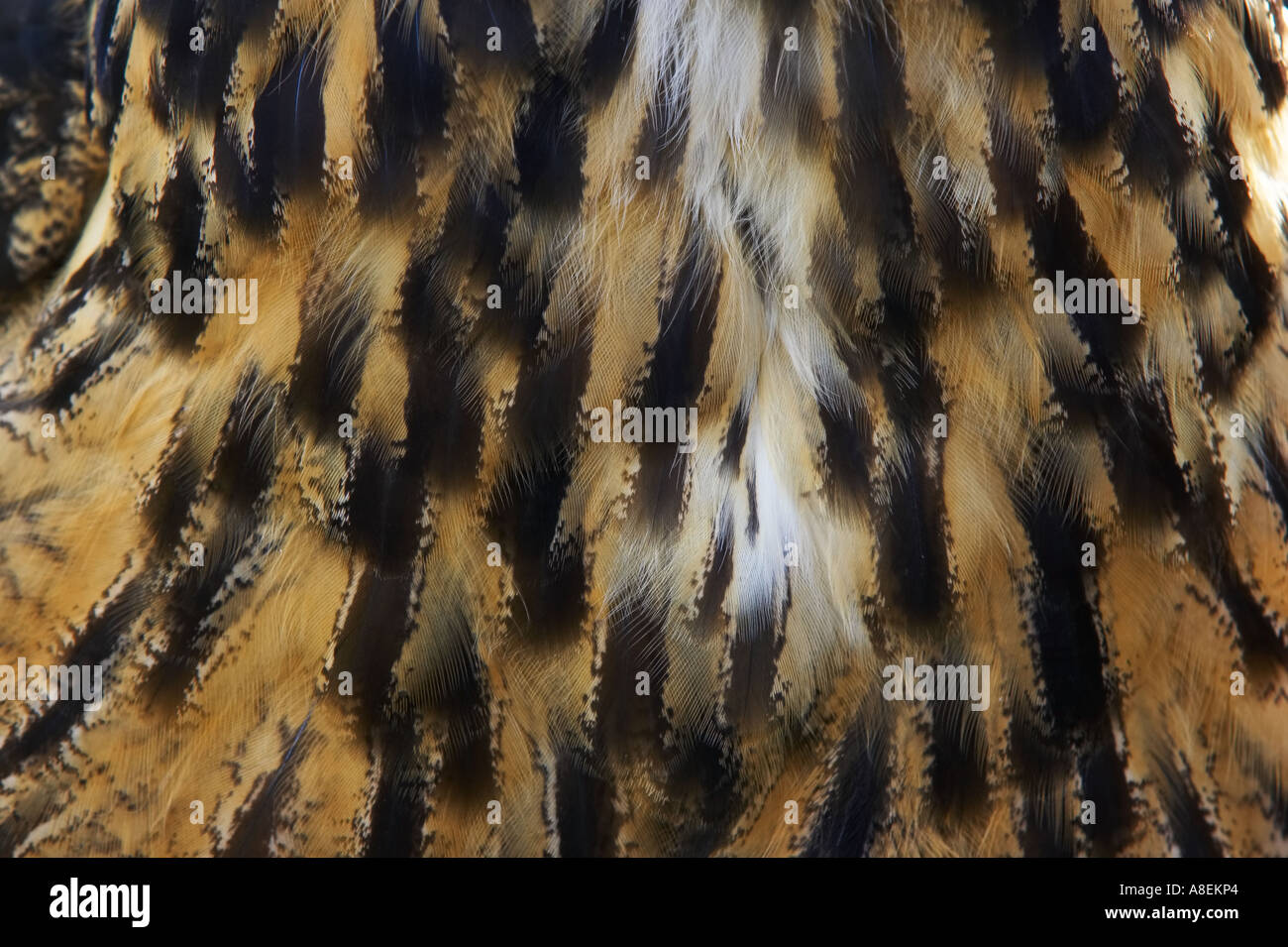 Birds of Pray Owl Stock Photo - Alamy
