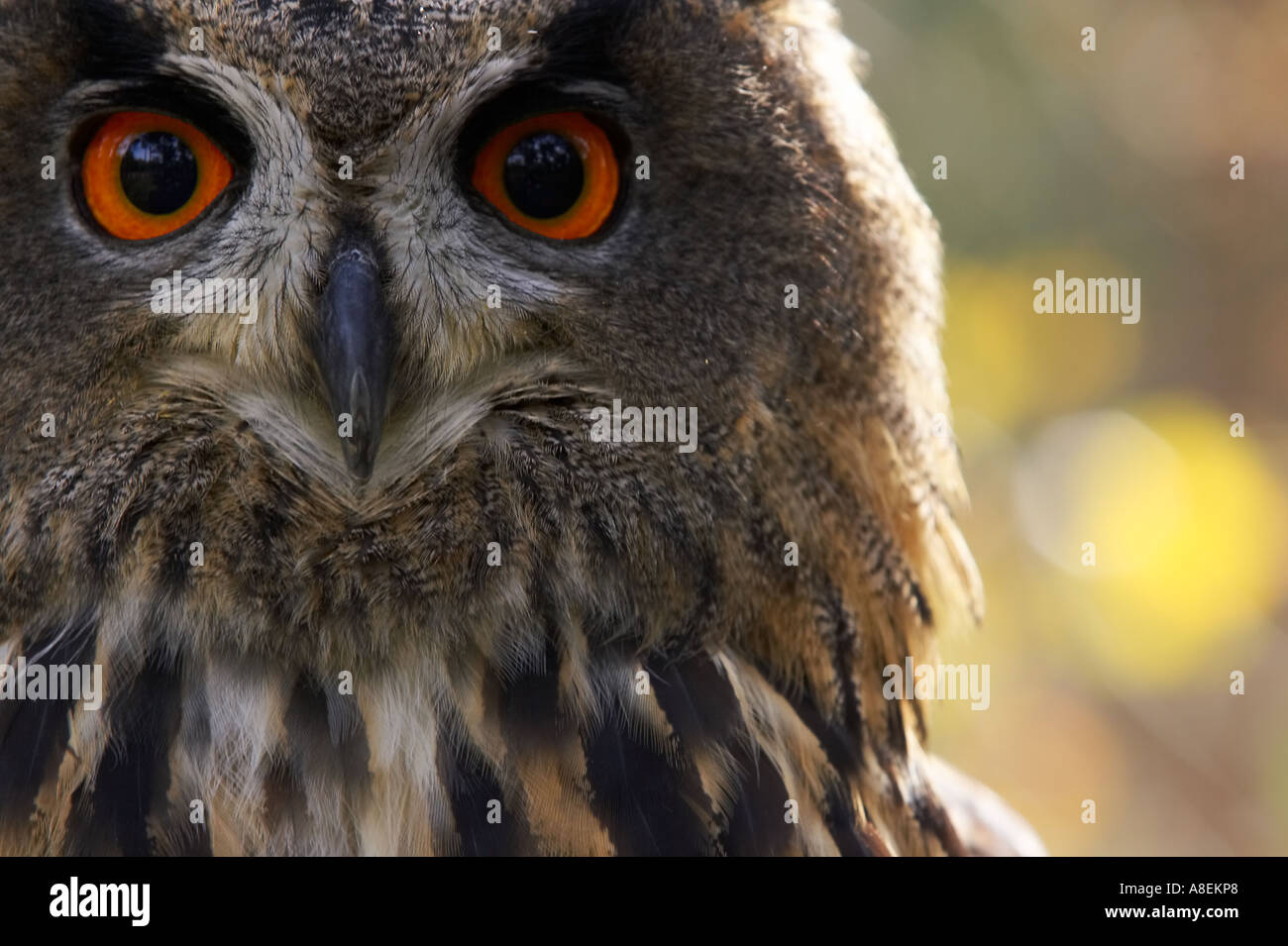 Birds of Pray Owl Stock Photo - Alamy