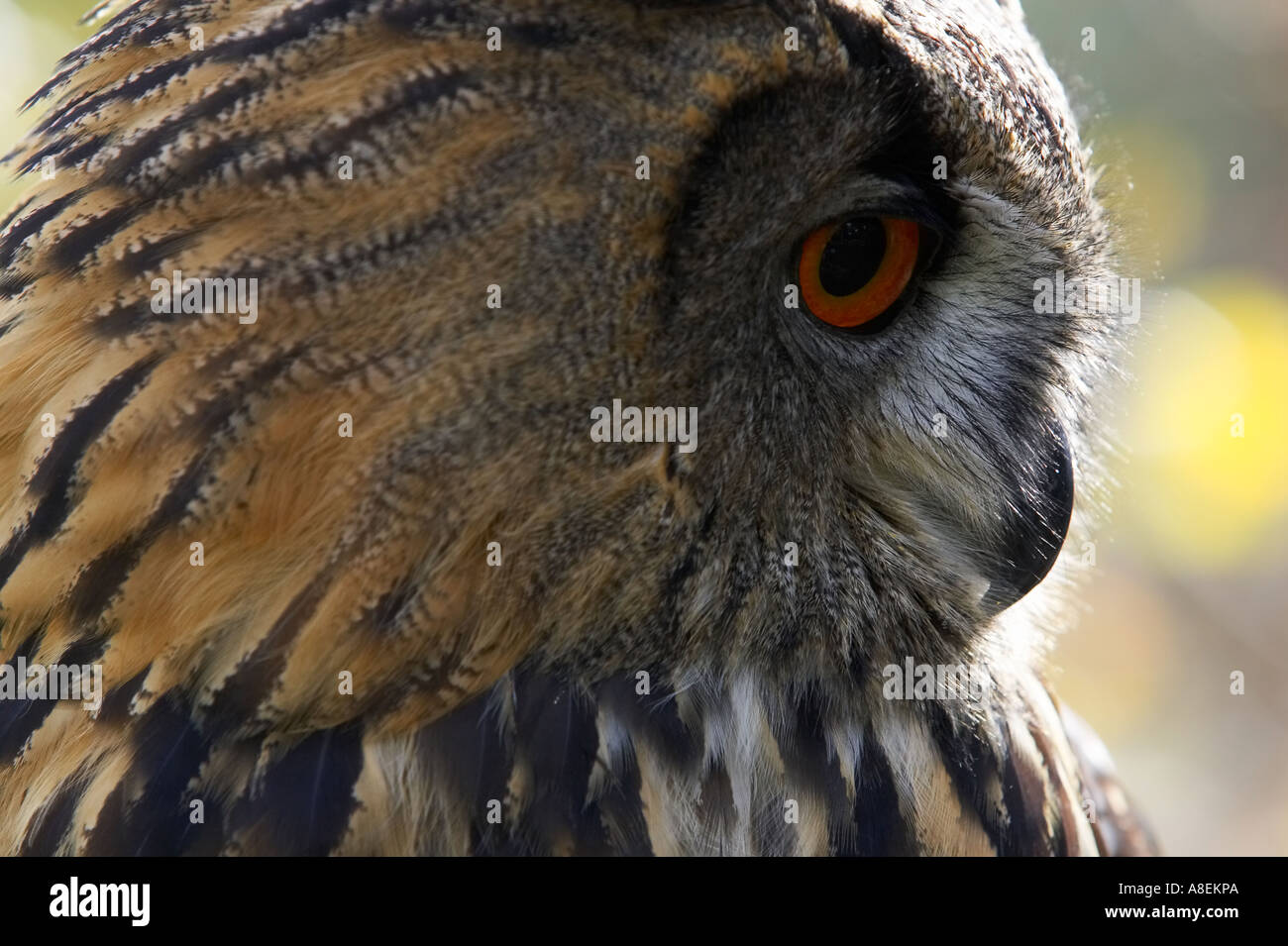 Birds of Pray Owl Stock Photo - Alamy