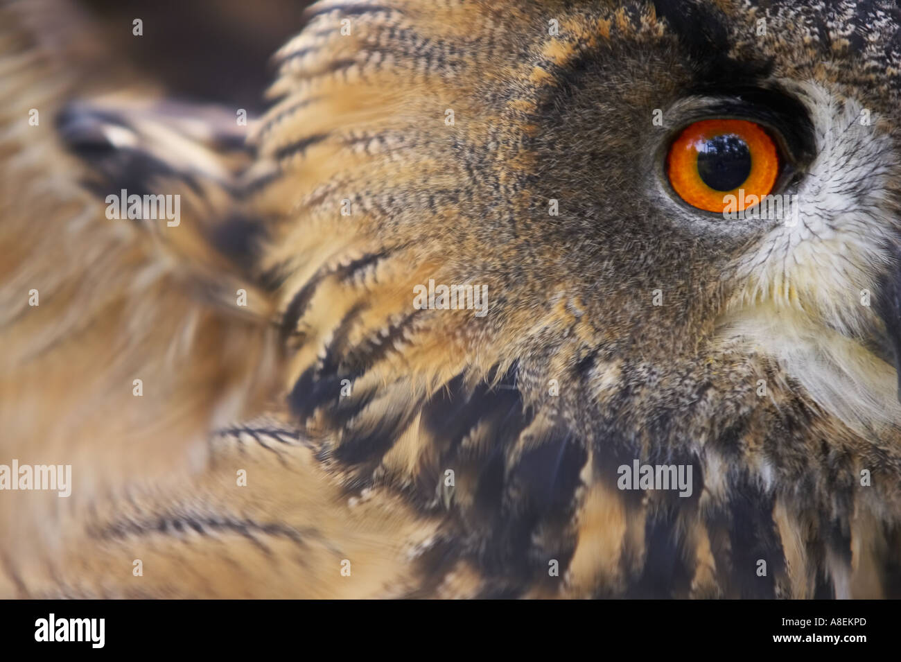Birds of Pray Owl Stock Photo - Alamy