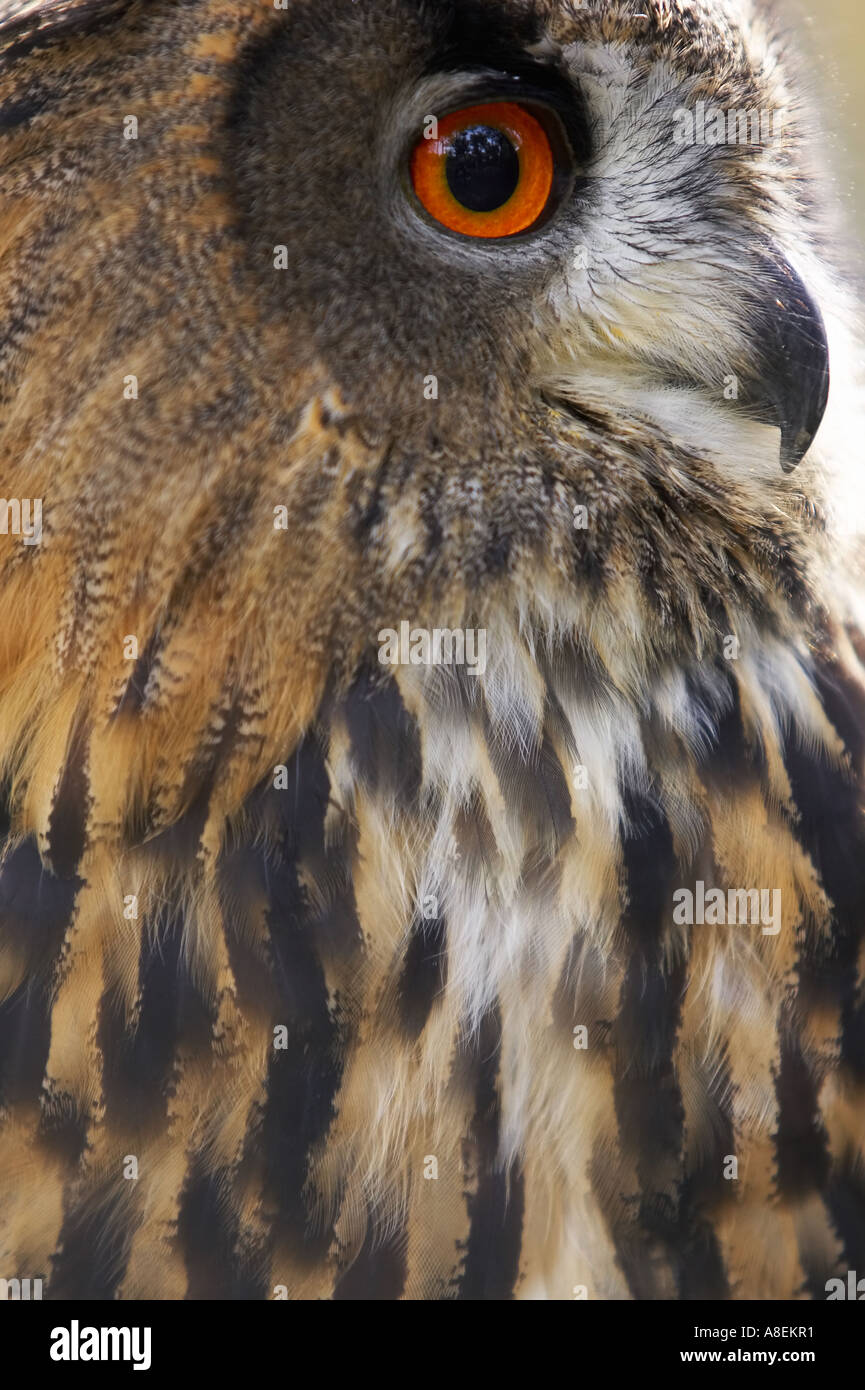 Birds of Pray Owl Stock Photo - Alamy