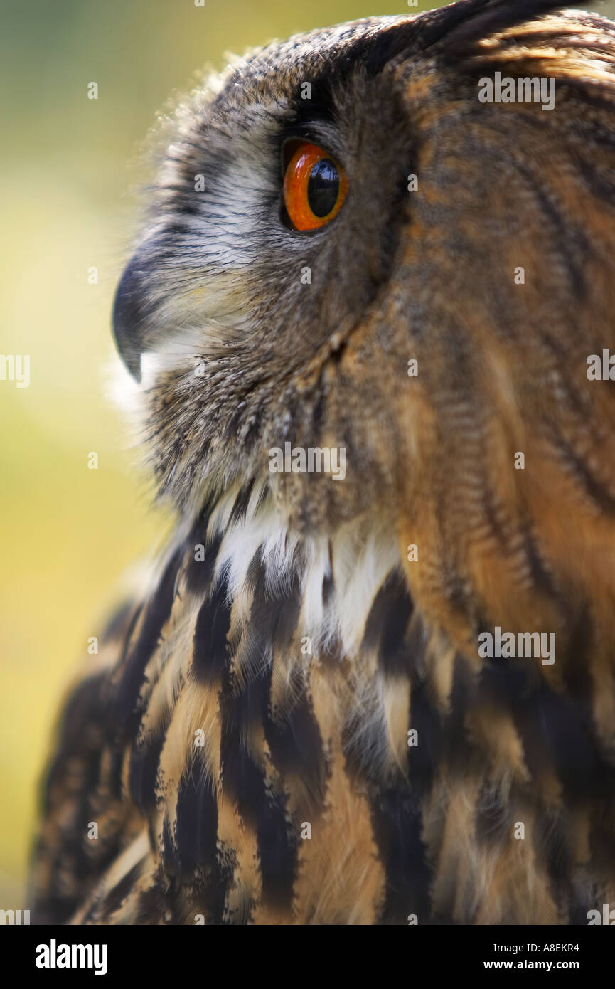 Birds of Pray Owl Stock Photo - Alamy